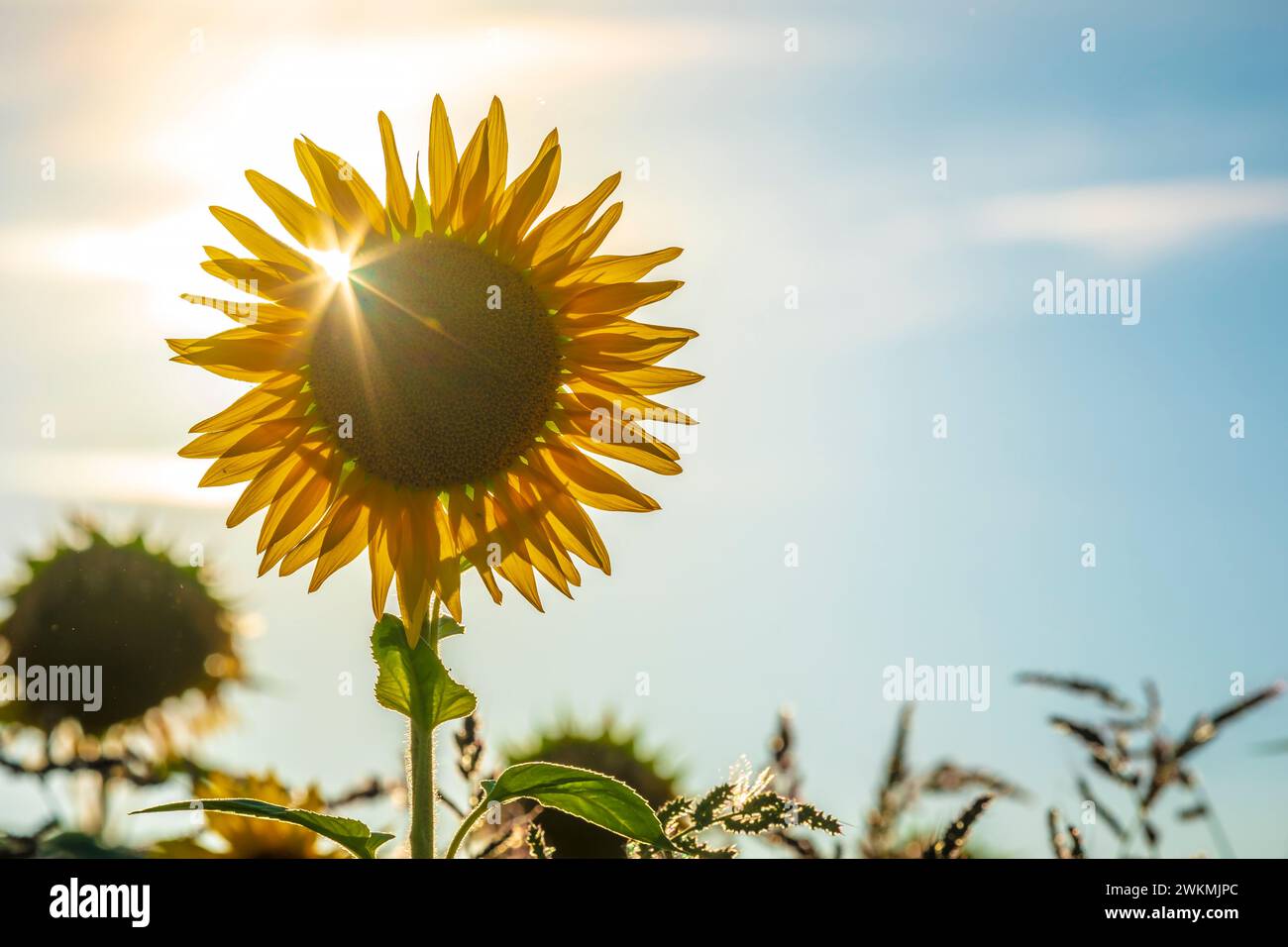 Field of yellow Sunflowers under a golden sunset. A sky with clouds and ...