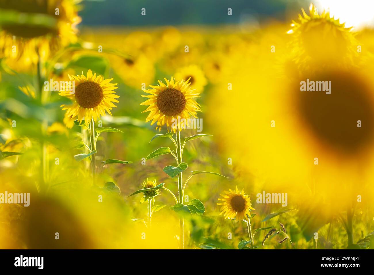 Field of yellow Sunflowers under a golden sunset. A sky with clouds and ...