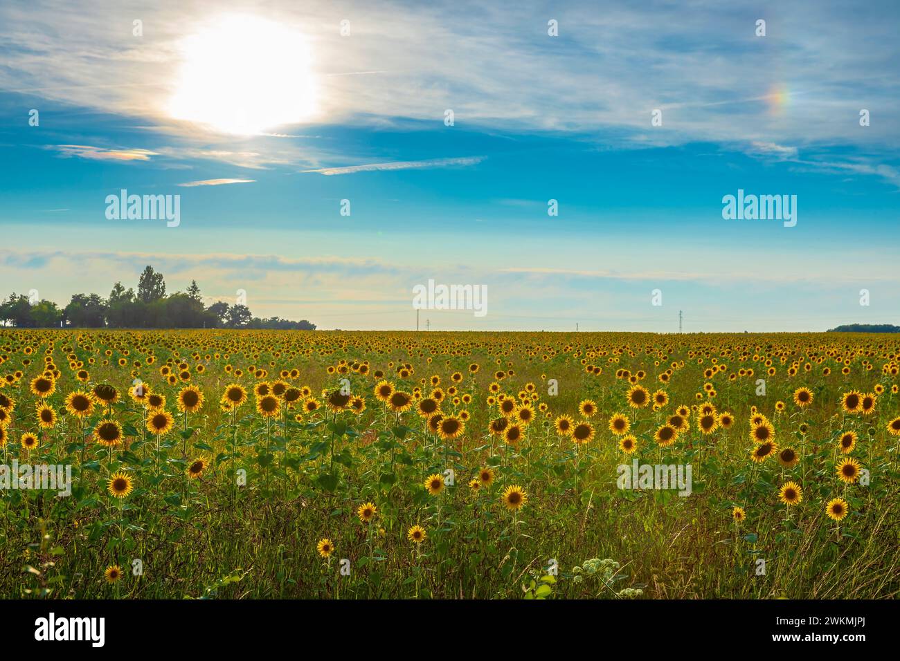 Field of yellow Sunflowers under a golden sunset. A sky with clouds and ...