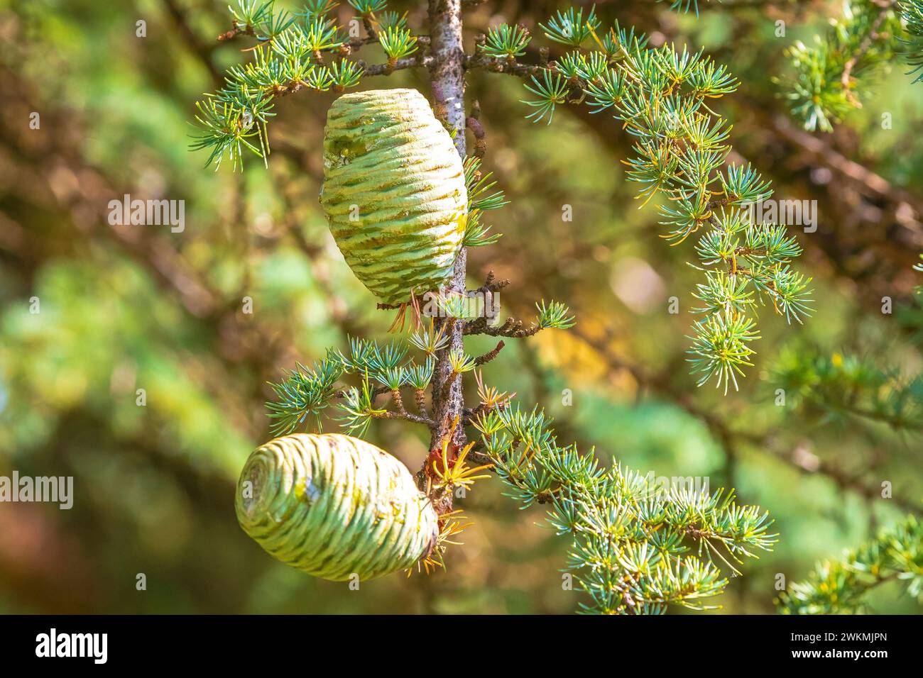 Pine cone scales hi-res stock photography and images - Alamy