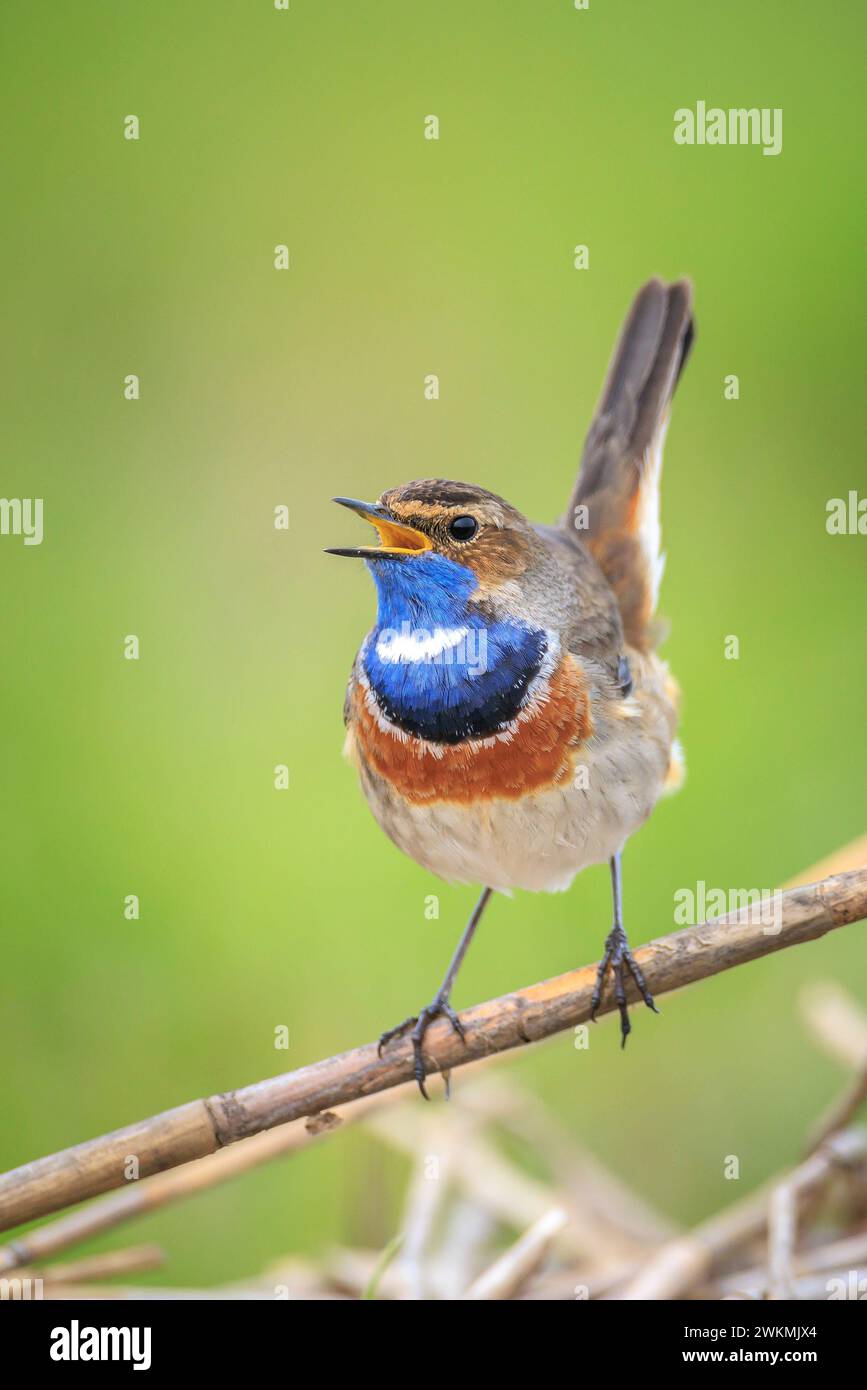 Robin male female hi-res stock photography and images - Alamy