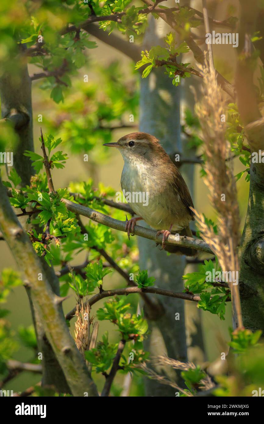 Cettis zanger hi-res stock photography and images - Alamy