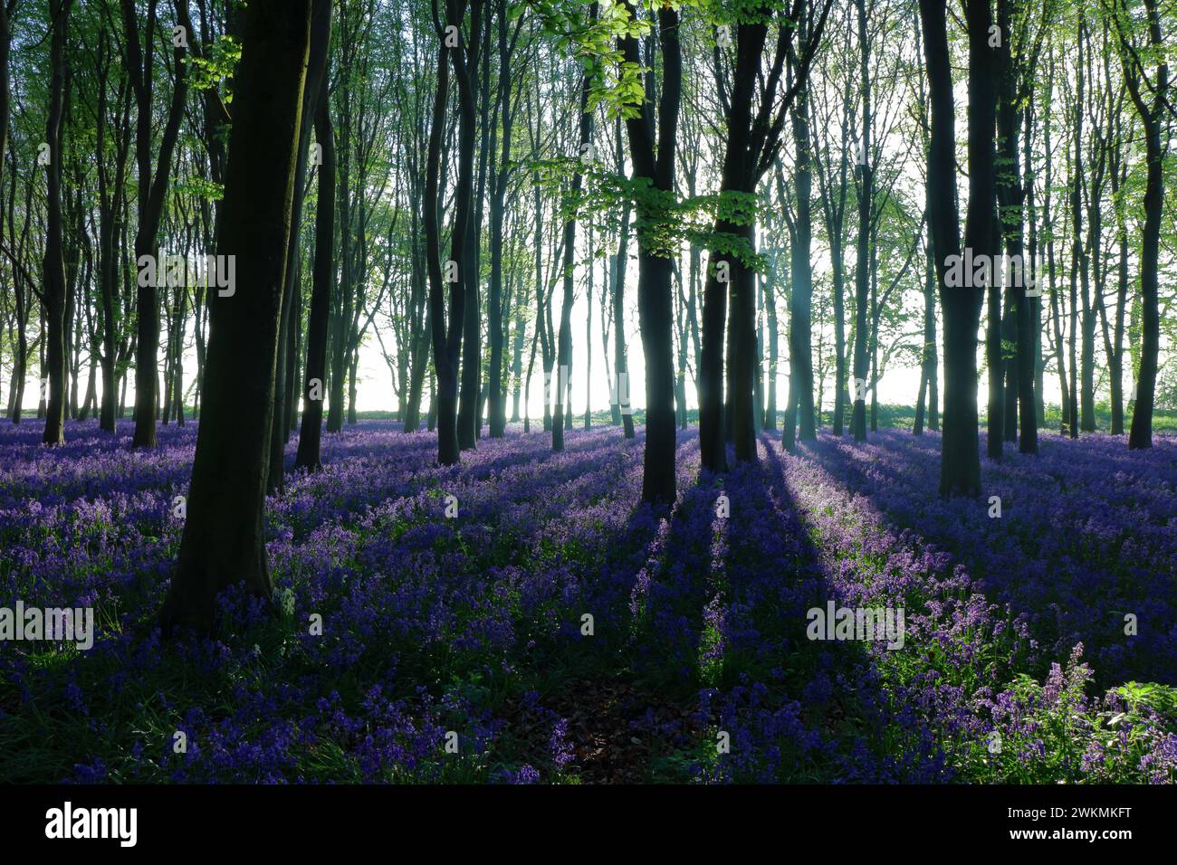 Bluebells badbury clump hi-res stock photography and images - Alamy