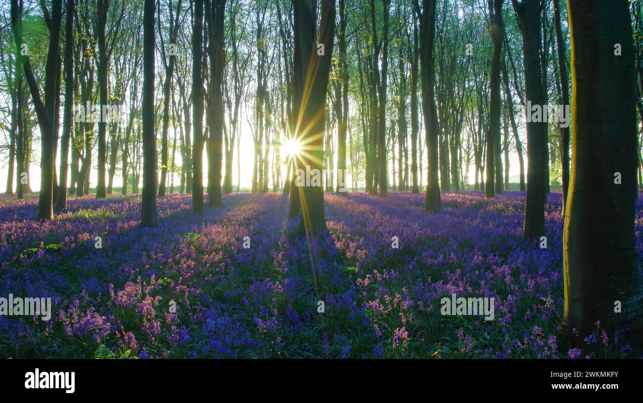 Englishbluebells hi-res stock photography and images - Alamy