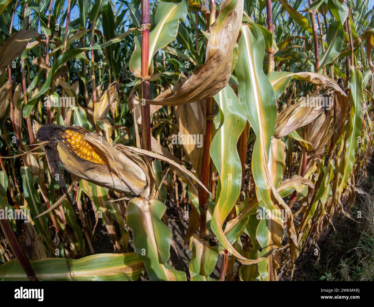 corn plants in fall shortly before harvest Stock Photo - Alamy