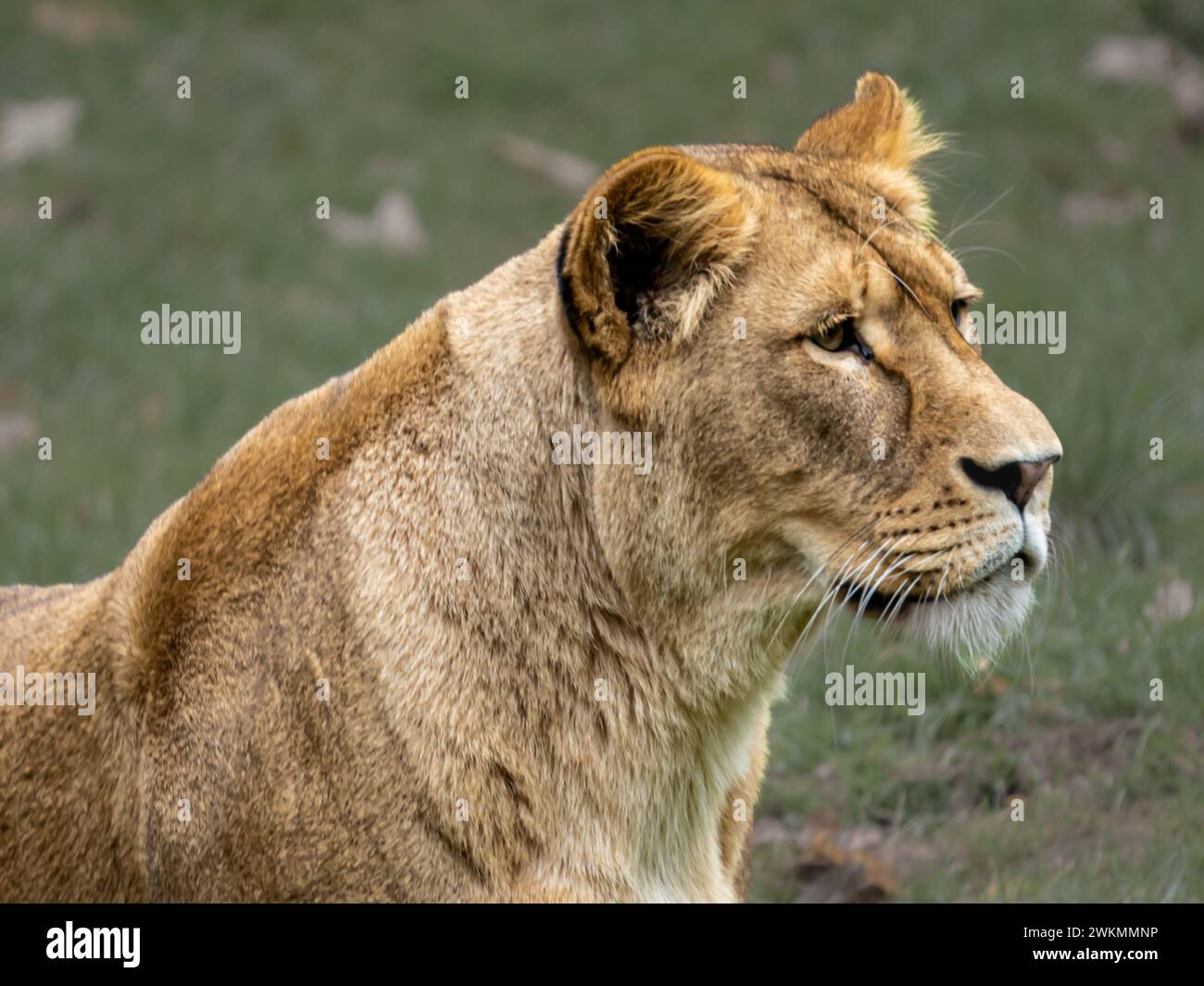 Savannah landscape sunset lion hi-res stock photography and images - Alamy