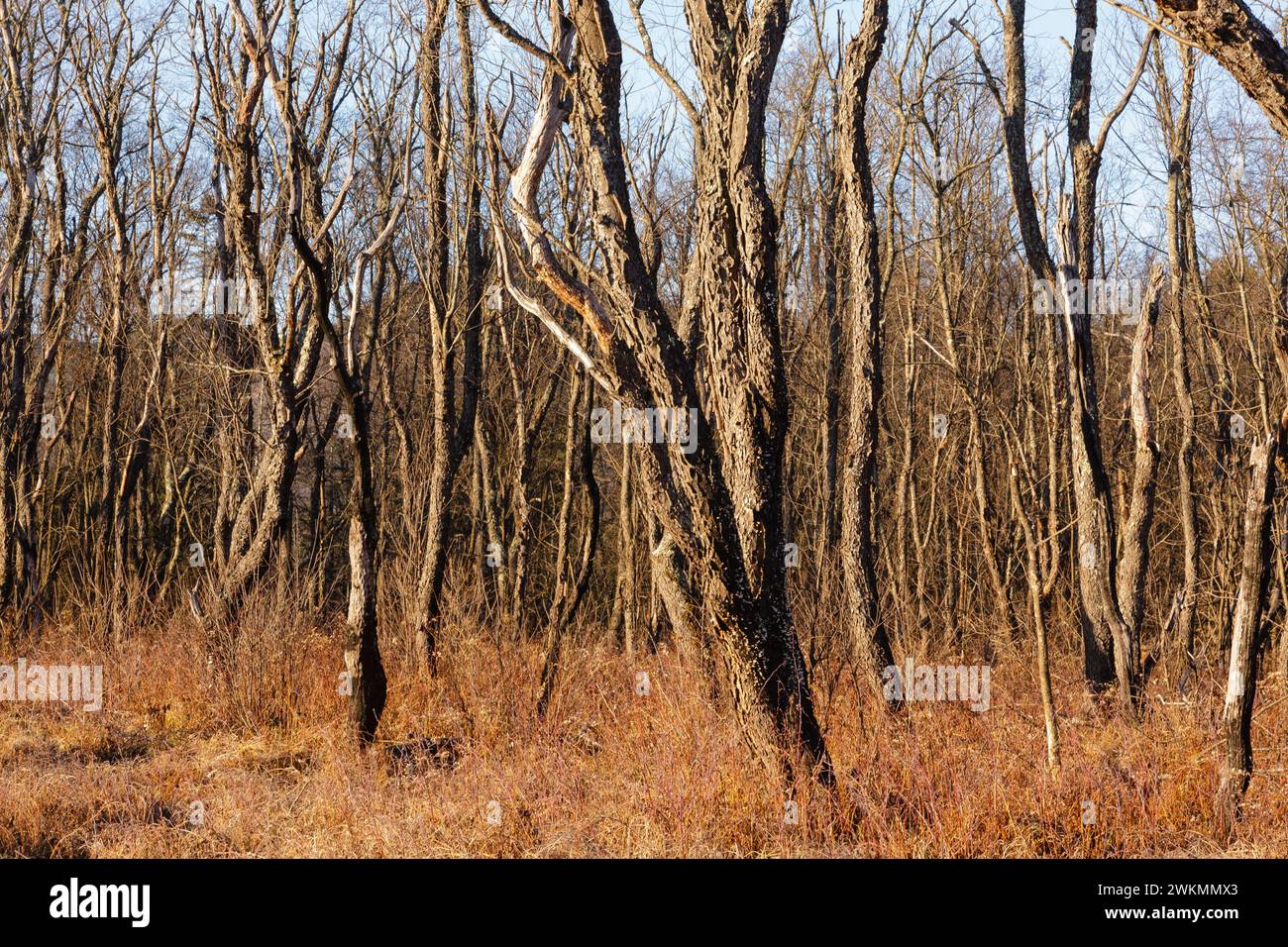 Morning sun reflects off the forest along the Kancamagus Highway (Route ...
