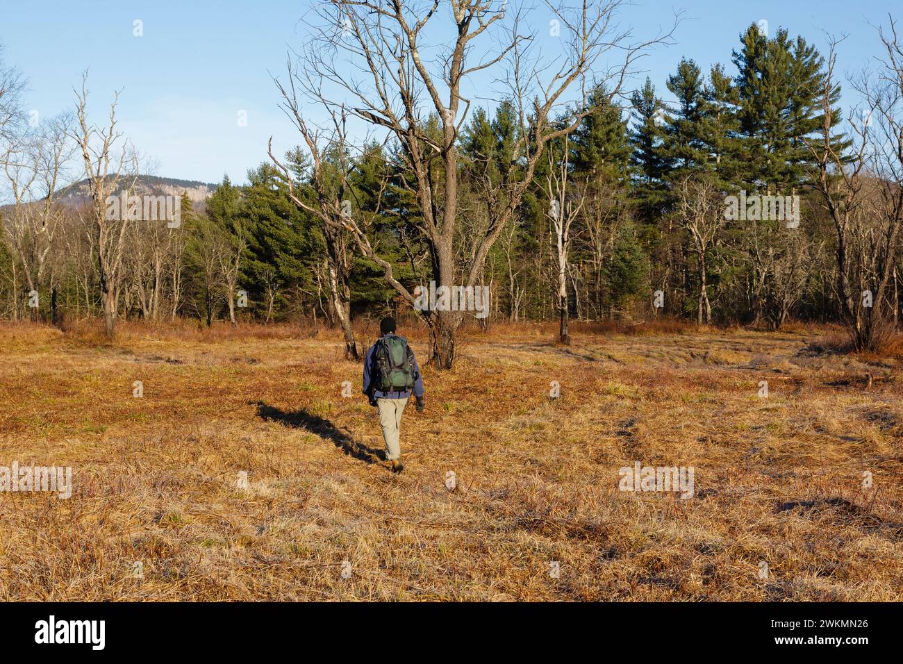 Morning sun reflects off the forest along the Kancamagus Highway (Route ...
