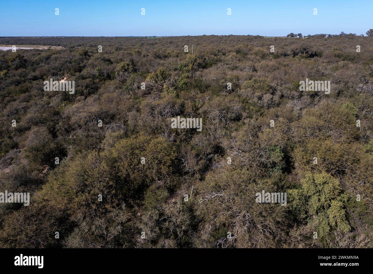 Pampas forest, Calden tree, Prosopis Caldenia, endemic species in La ...