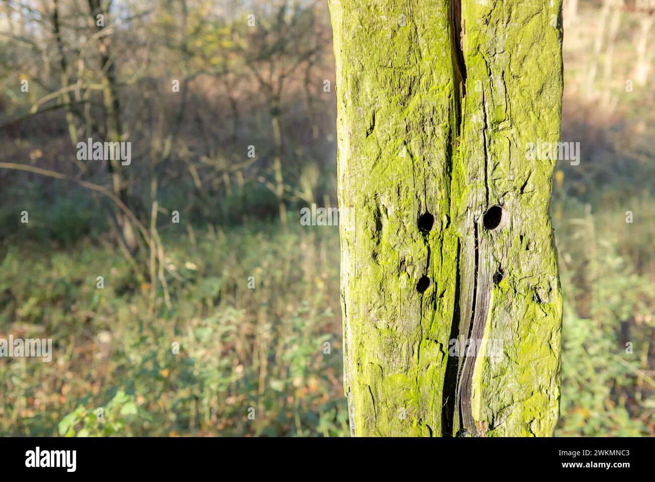 Wood other content hi-res stock photography and images - Alamy