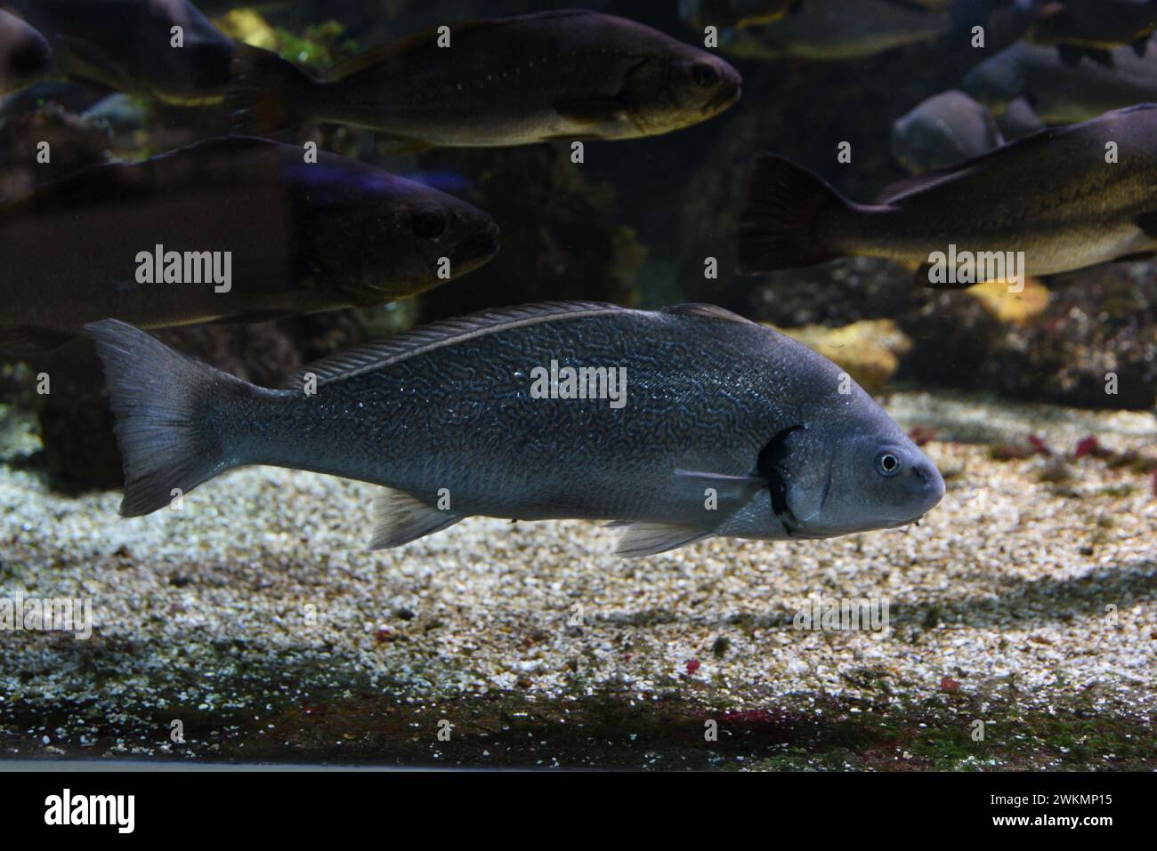 Fish shi drum swimming in the aquarium, underwater life in the zoo ...