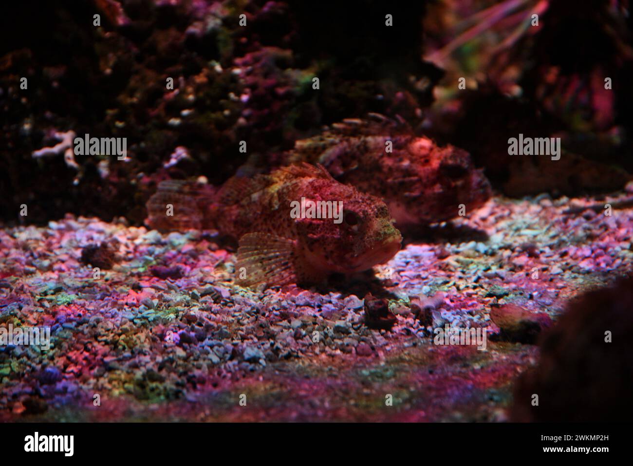 Beautiful stonefish swimming in the aquarium, underwater life in the ...