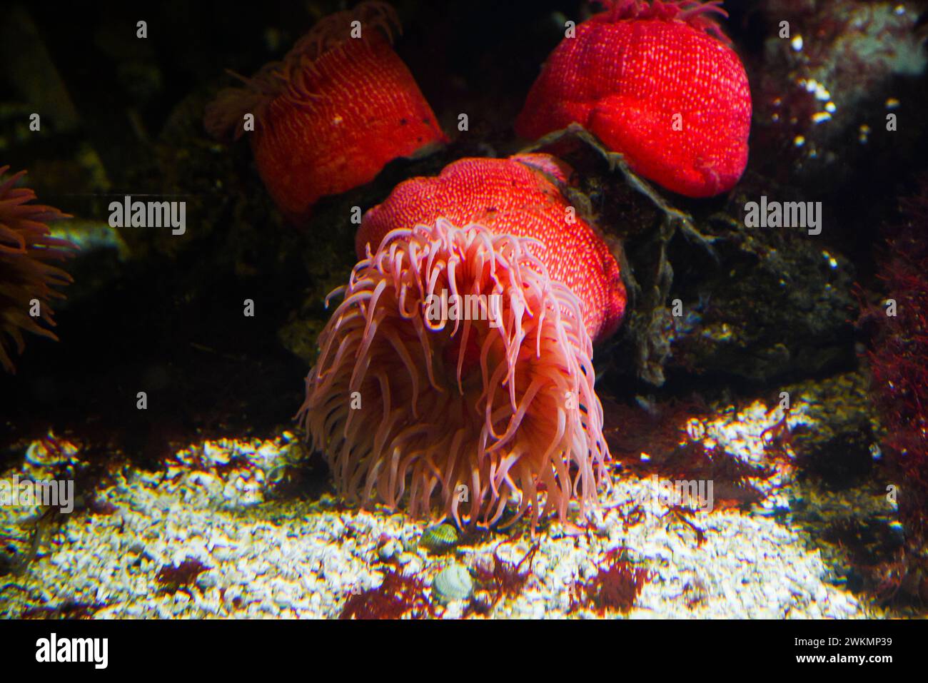 Sea anemones actinia underwater in hi-res stock photography and images ...