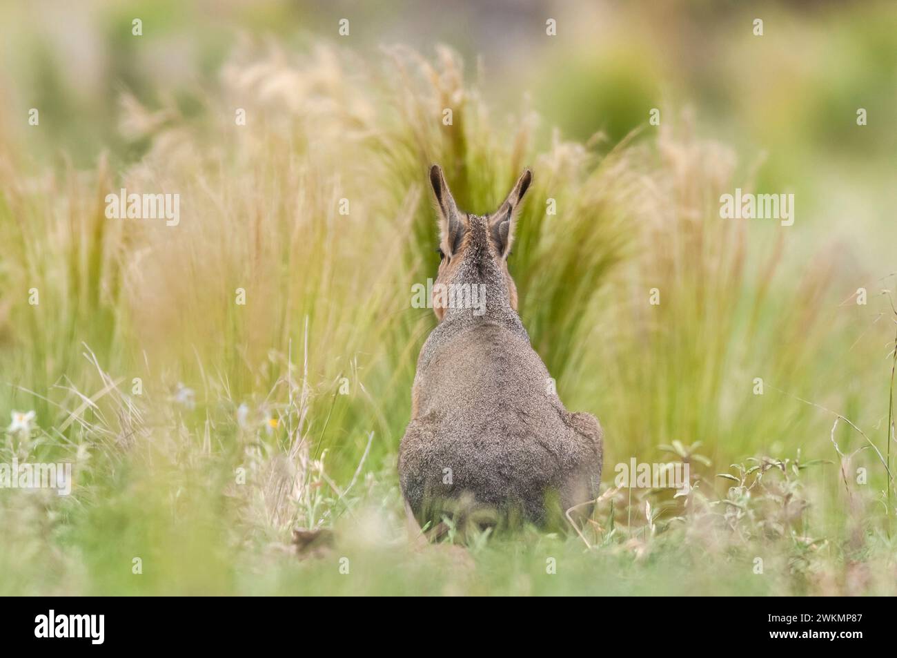 Patagonian cavi in grassland environment,La Pampa Province, Patagonia ...
