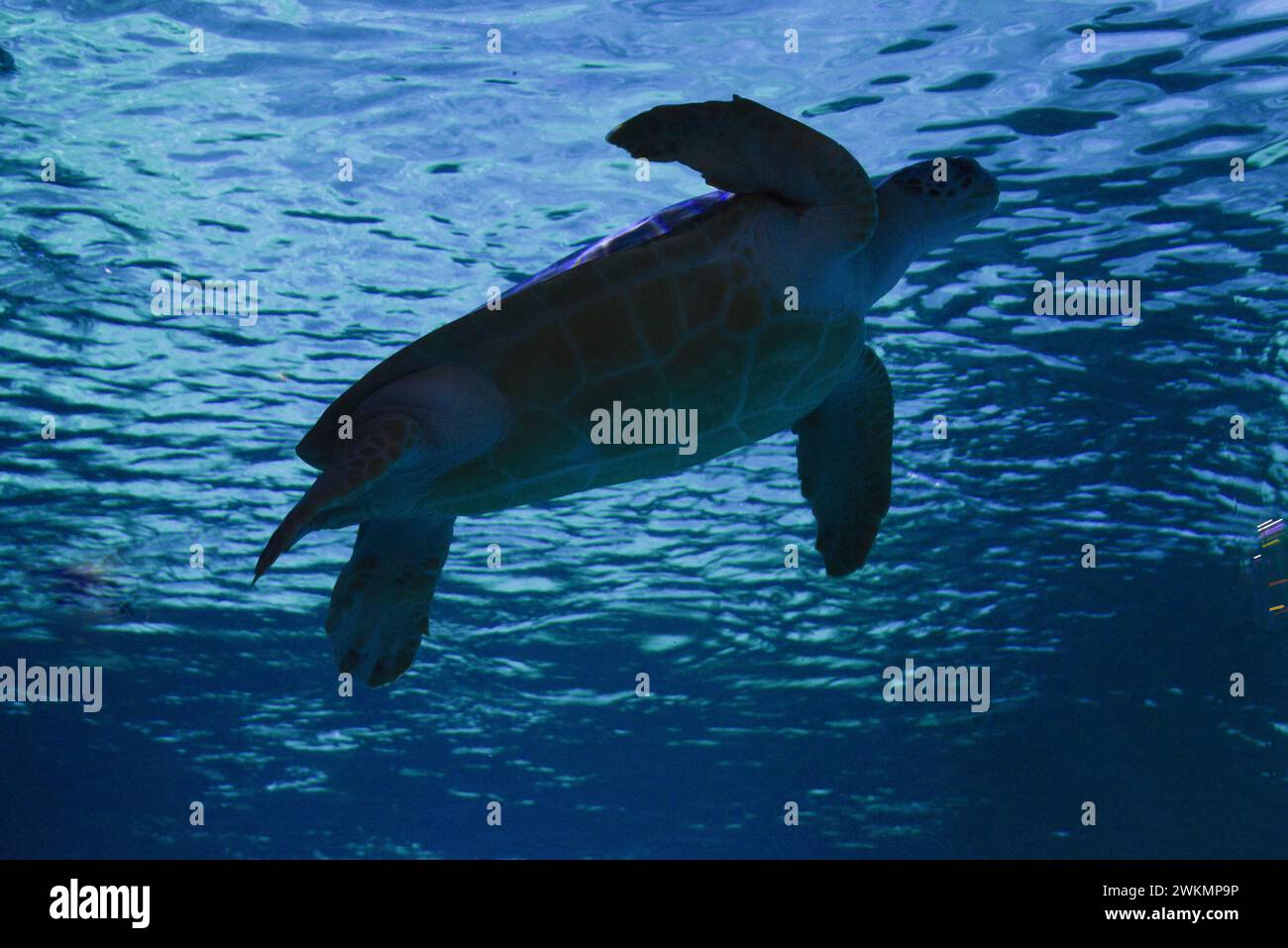 Green sea turtle swimming underneath hi-res stock photography and ...