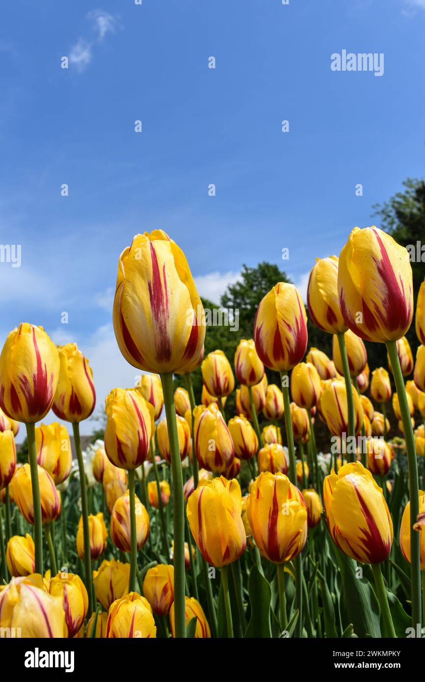 Blue sky garden hi-res stock photography and images - Alamy