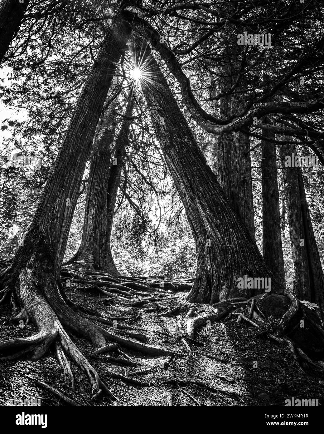 Towering Trees over the trail Stock Photo - Alamy