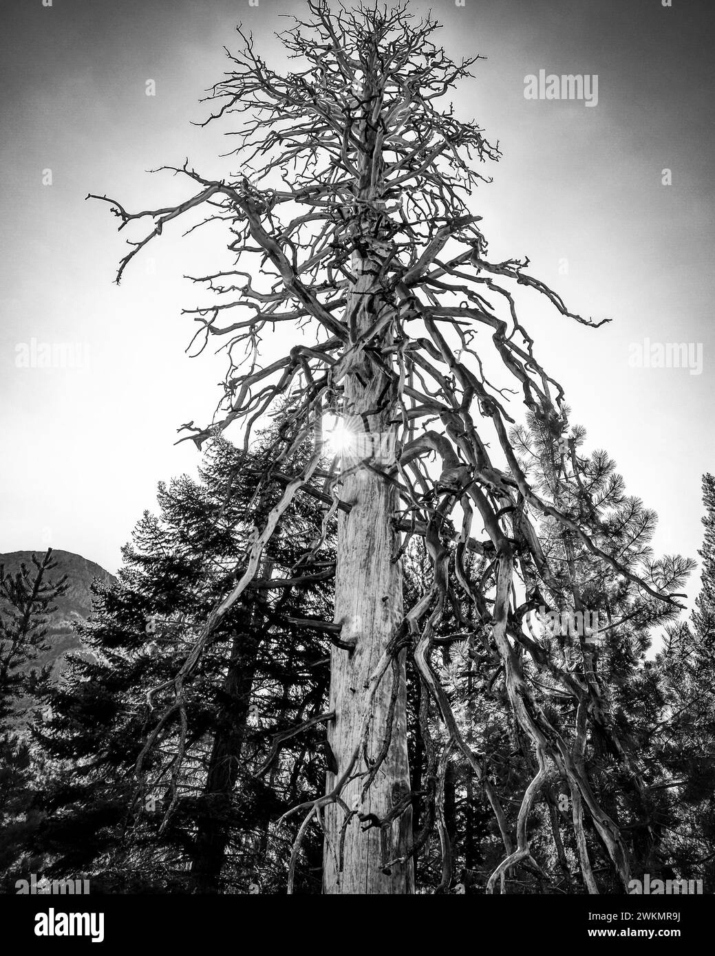 Large dead tree in the wilderness Stock Photo - Alamy