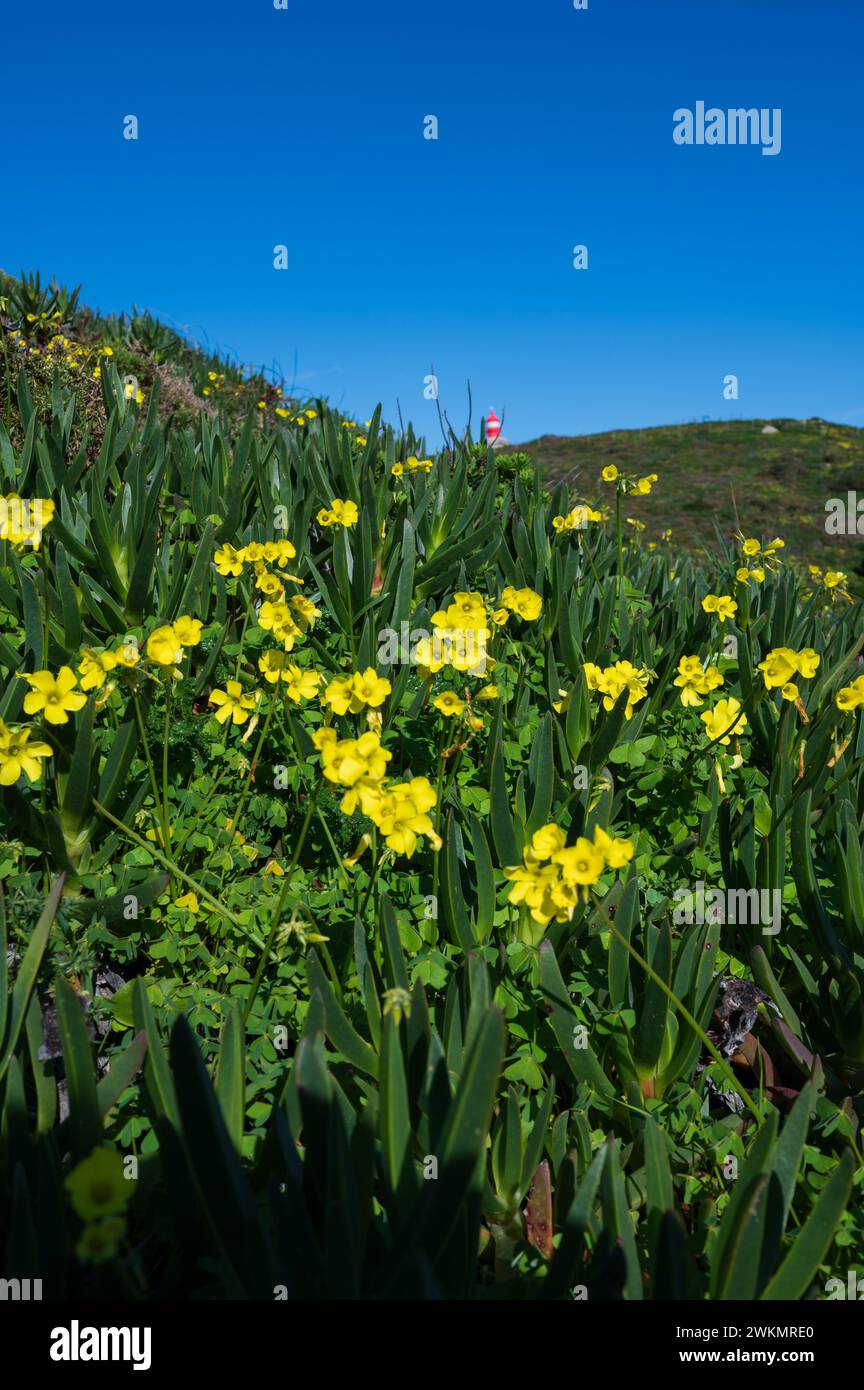 Cabo da Roca or Cape Roca, which forms the westernmost point of the ...