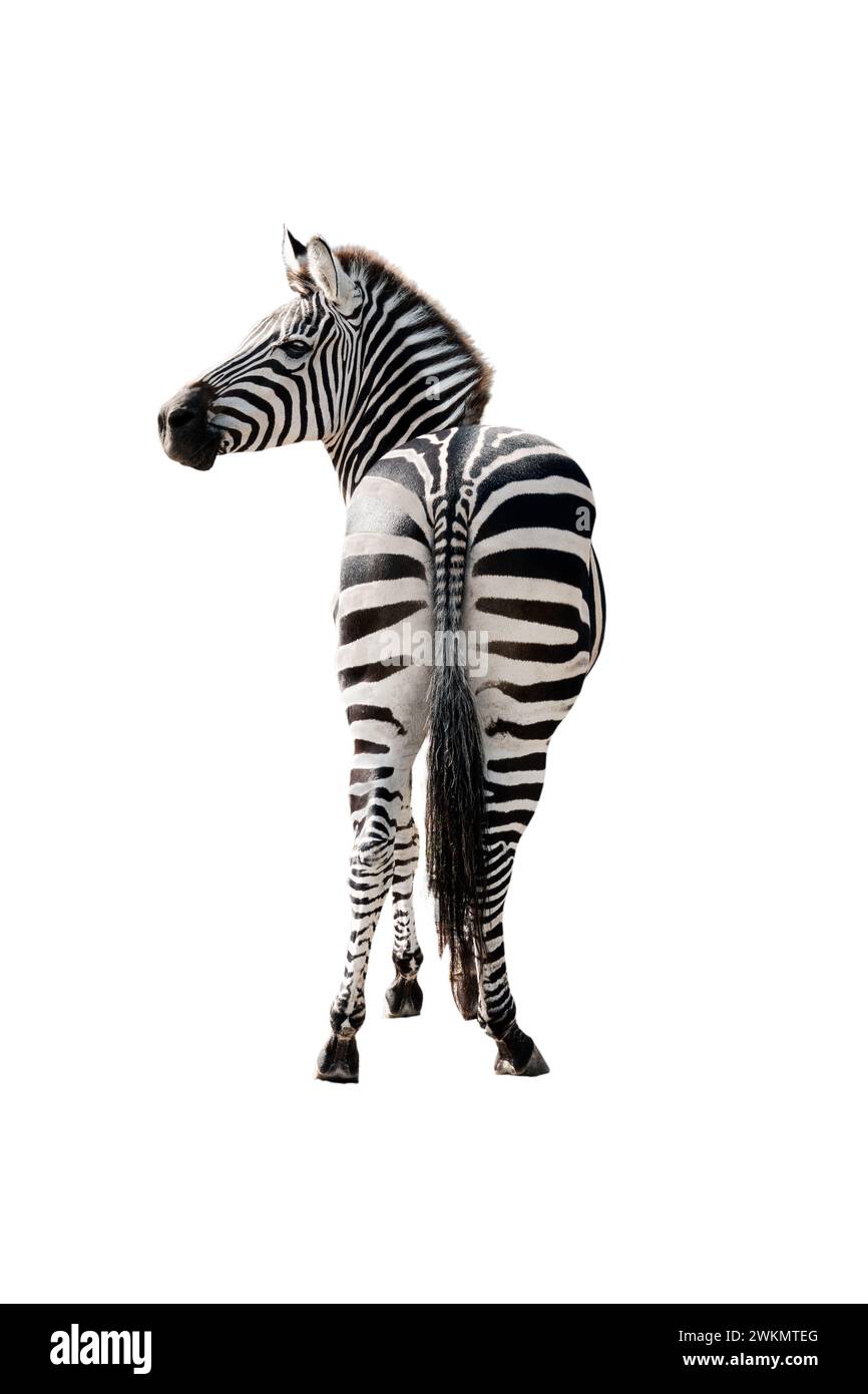 zebra isolated on white background Stock Photo - Alamy