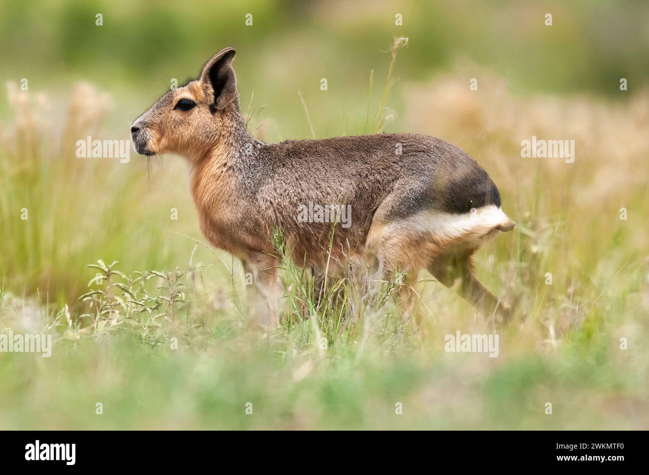 Patagonian cavi in grassland environment , La Pampa Province, Patagonia ...