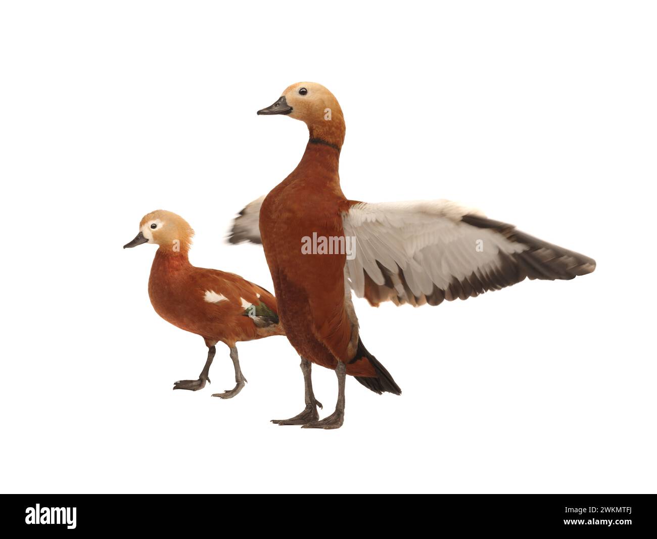 two ogar isolated on white background Stock Photo - Alamy