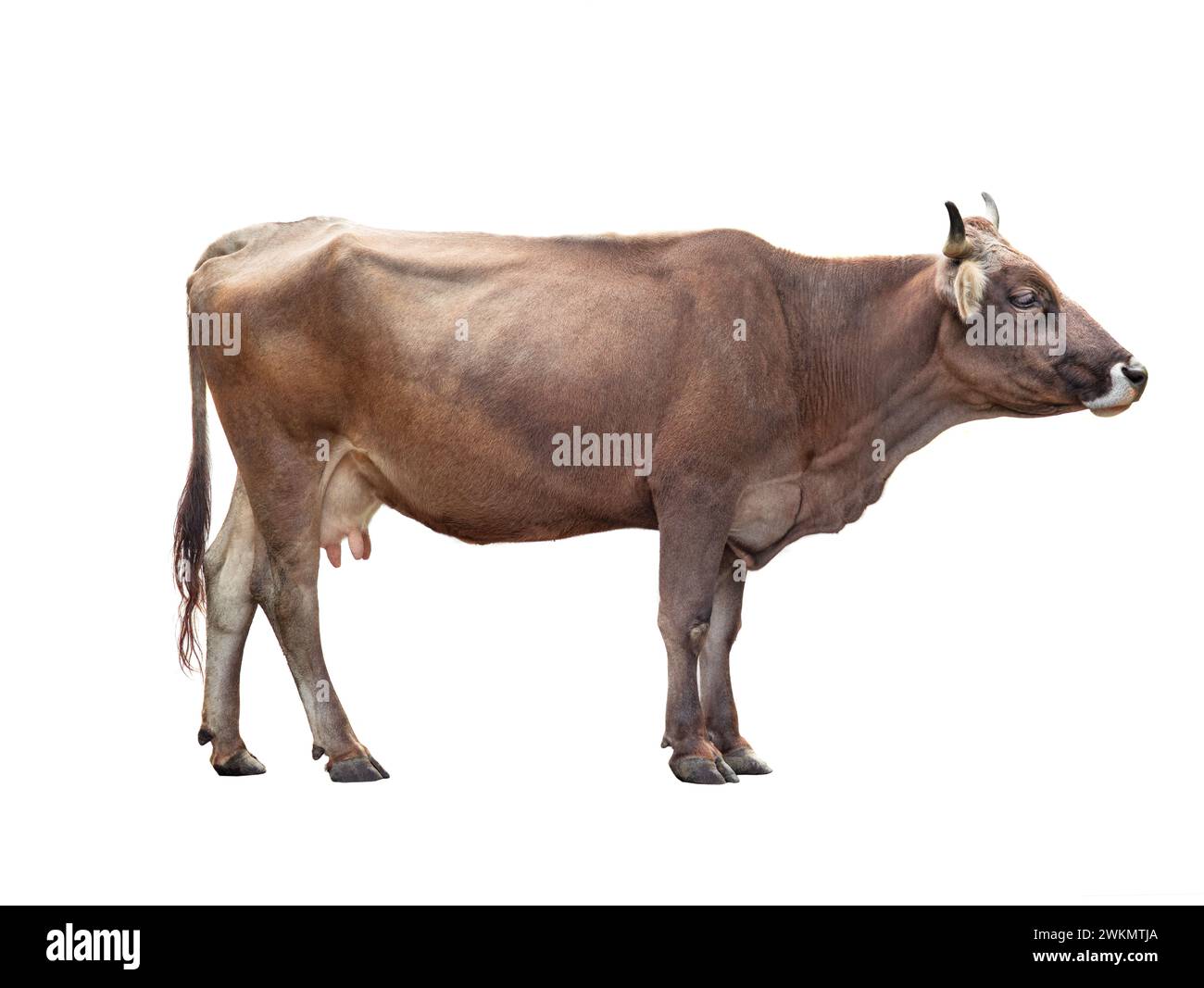 Brown cow isolated on white background Stock Photo - Alamy
