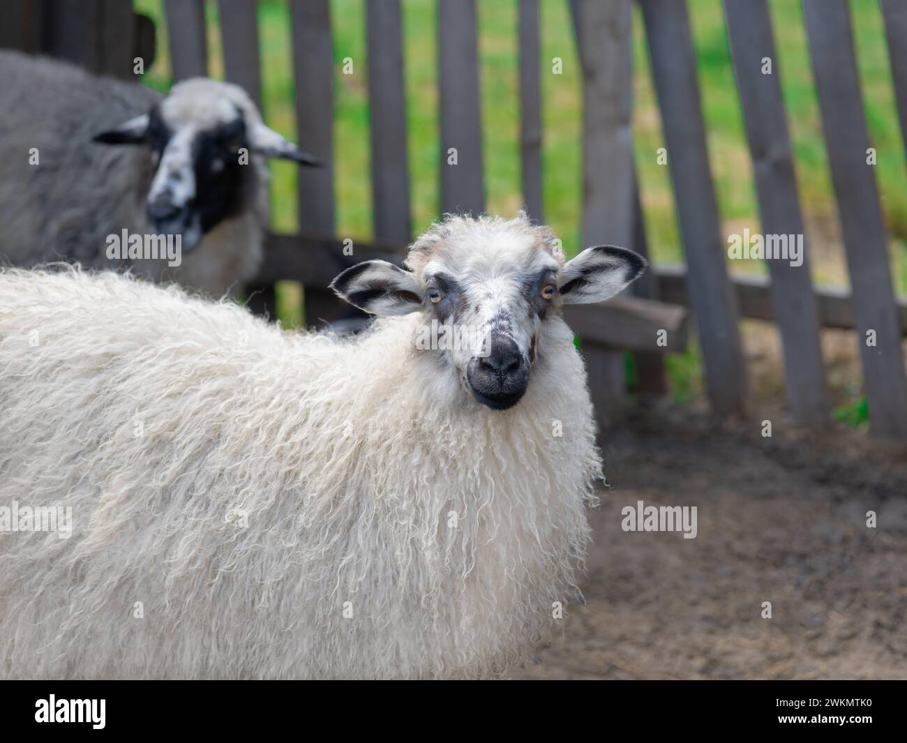 White sheep among the sheep at the farm Stock Photo - Alamy