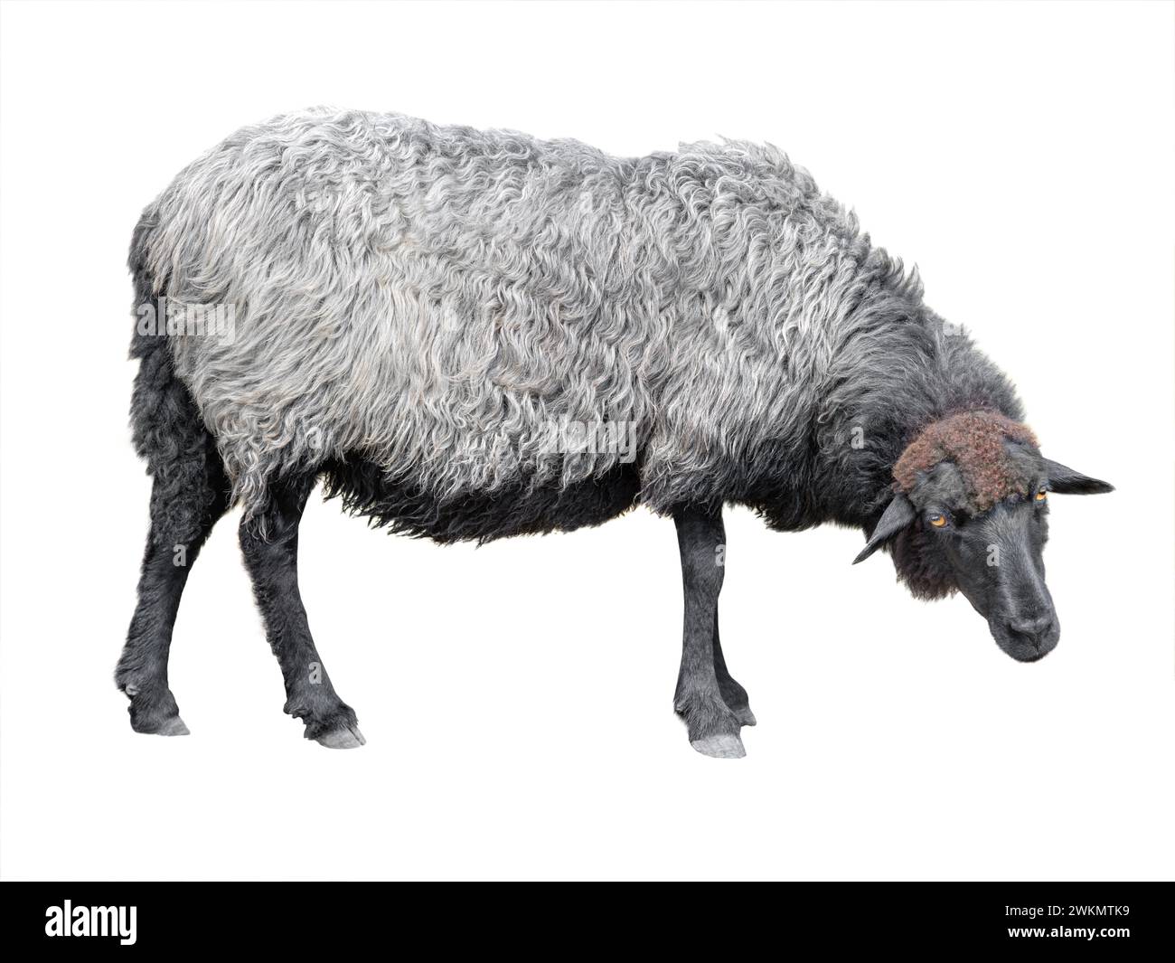 gray and black sheep isolated on white background Stock Photo - Alamy