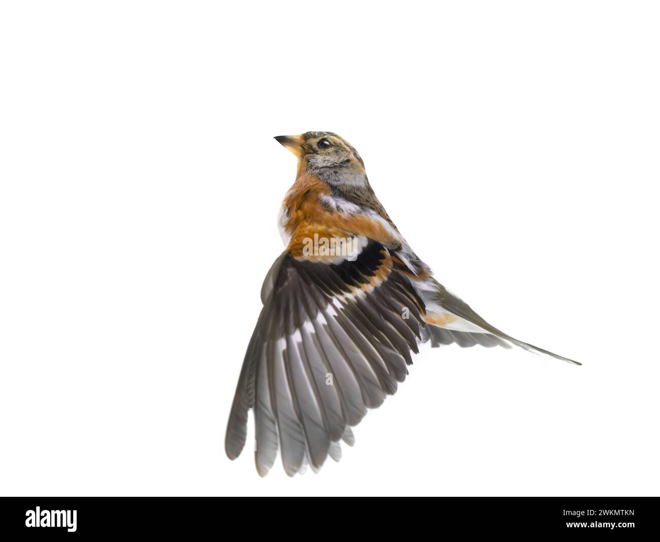 Brambling bird in flight isolated on white background Stock Photo - Alamy