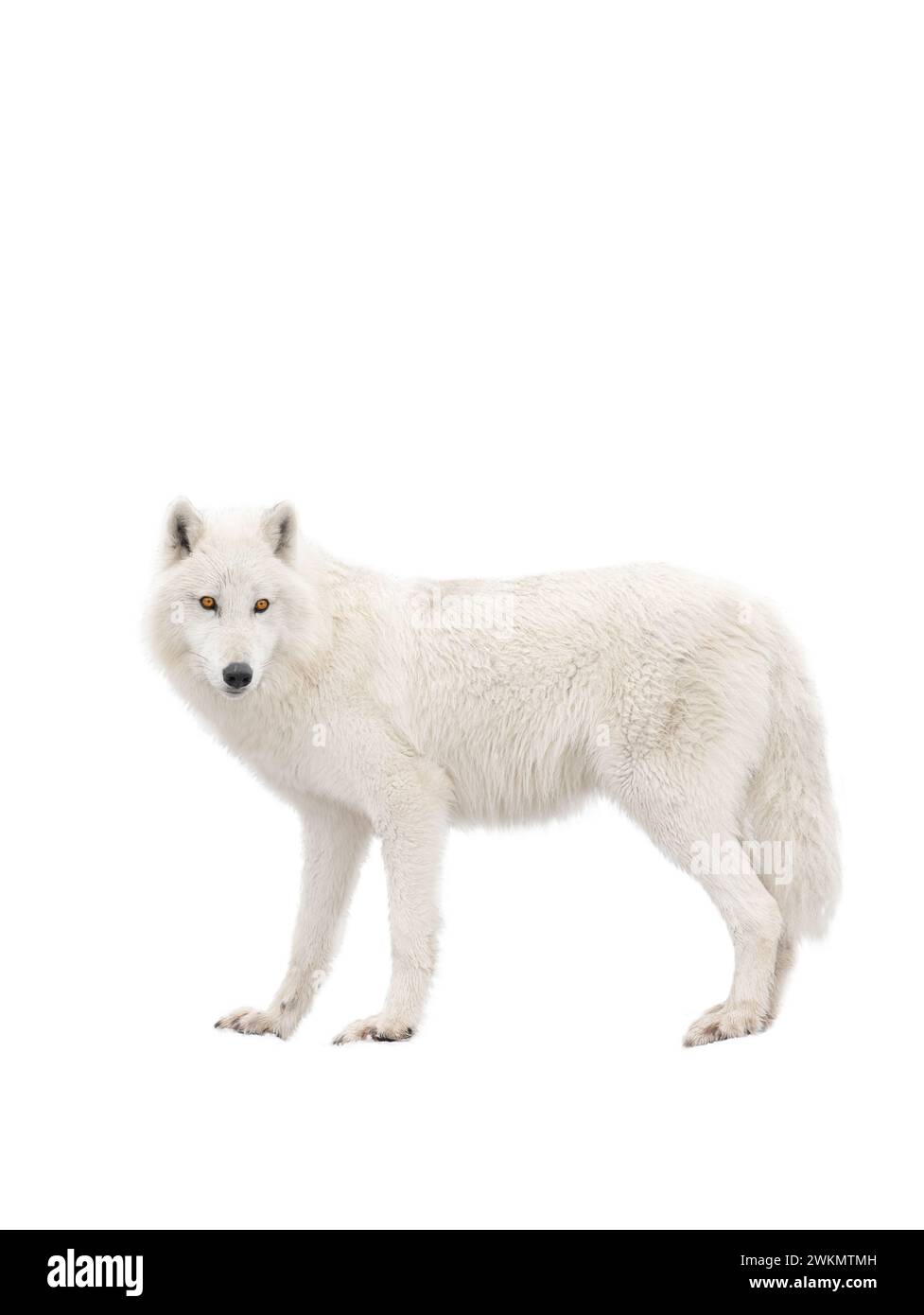 Polar wolf isolated on a white background Stock Photo - Alamy
