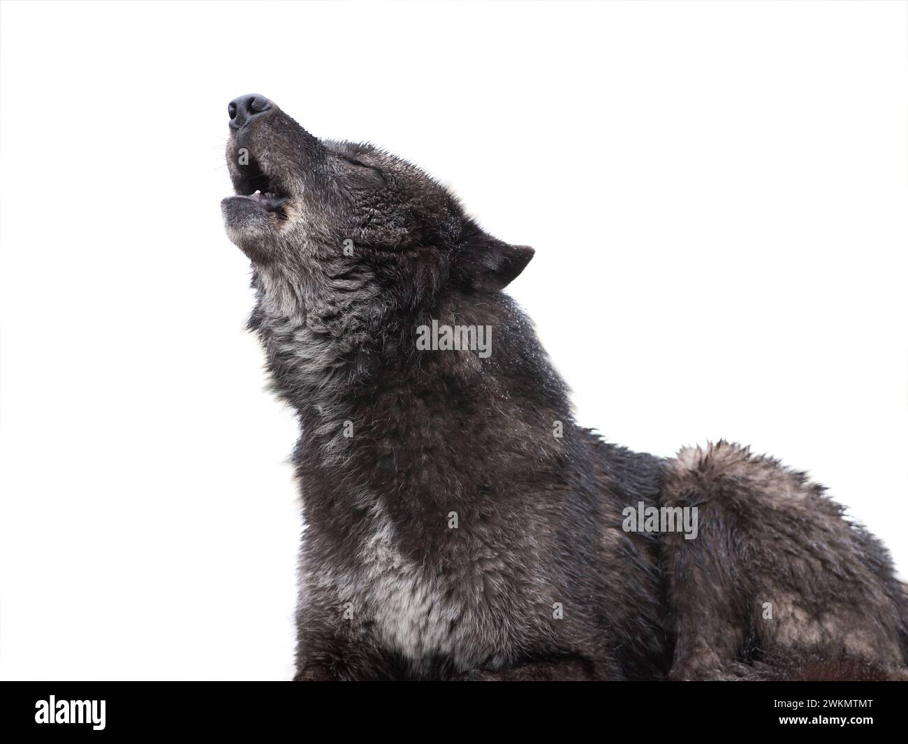 howling canadian black wolf isolated on white background Stock Photo ...