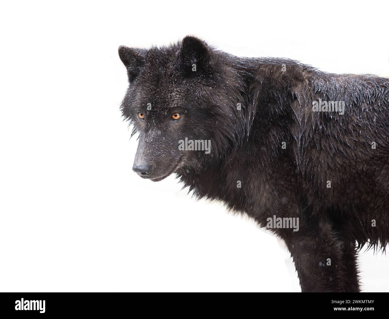 Portrait of a black canadian wolf isolated on white background Stock ...