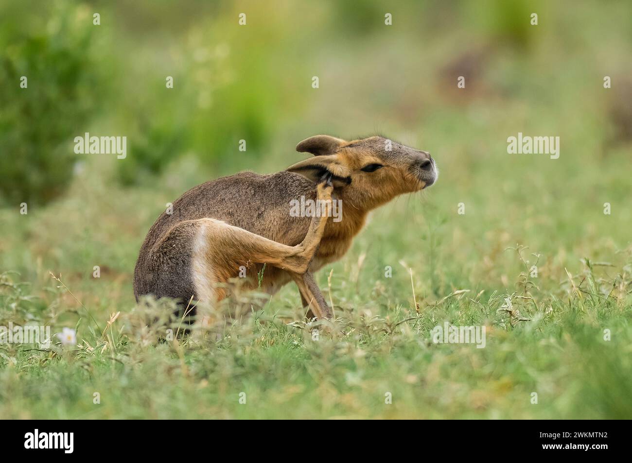 Patagonian cavi in grassland environment , La Pampa Province, Patagonia ...