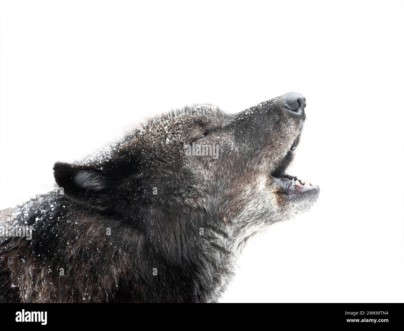 Wolf howling on white hi-res stock photography and images - Alamy