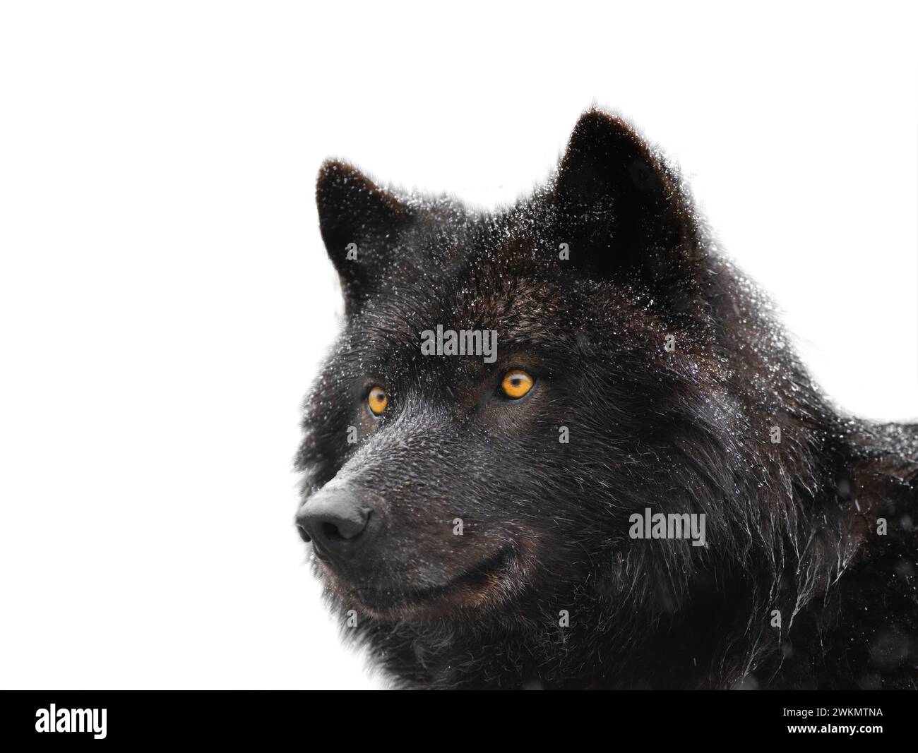 Portrait of a black canadian wolf isolated on white background Stock ...