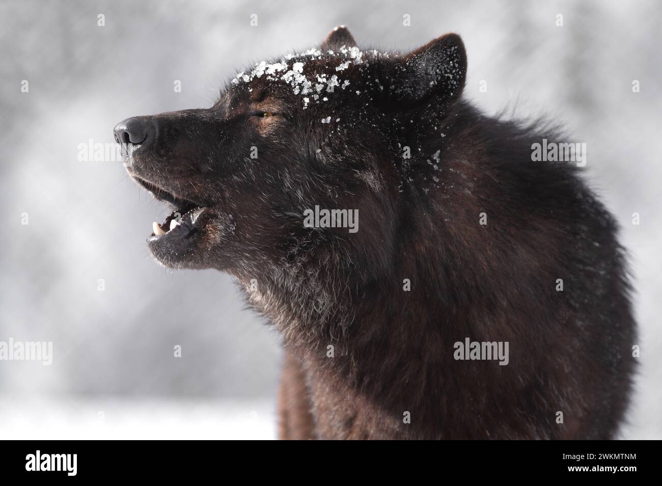 Canadian howling wolf hi-res stock photography and images - Alamy