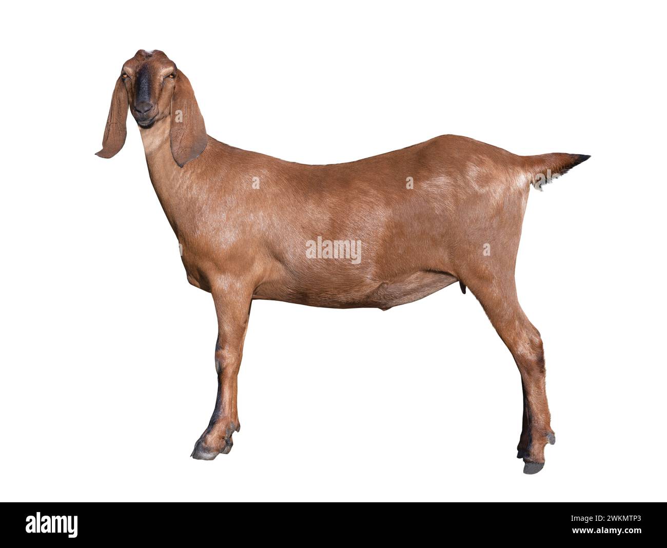 Anglo-Nubian Goat female Isolated on white background Stock Photo - Alamy
