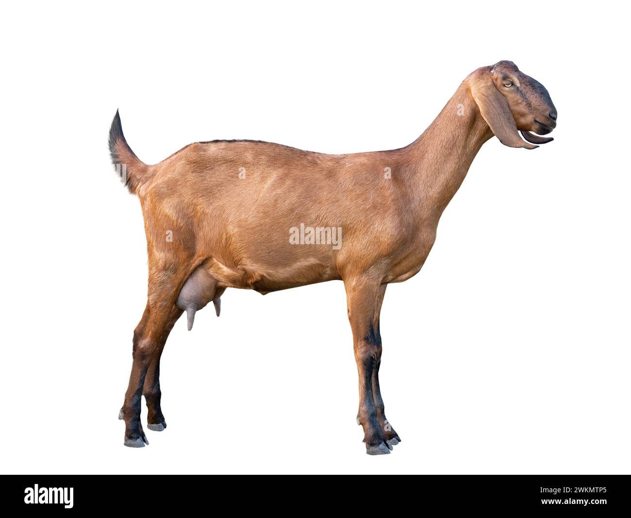 Anglo-Nubian Goat female Isolated on white background Stock Photo - Alamy