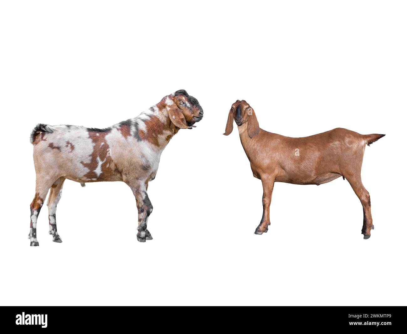 Anglo-Nubian Goat female and male Isolated on white background Stock ...