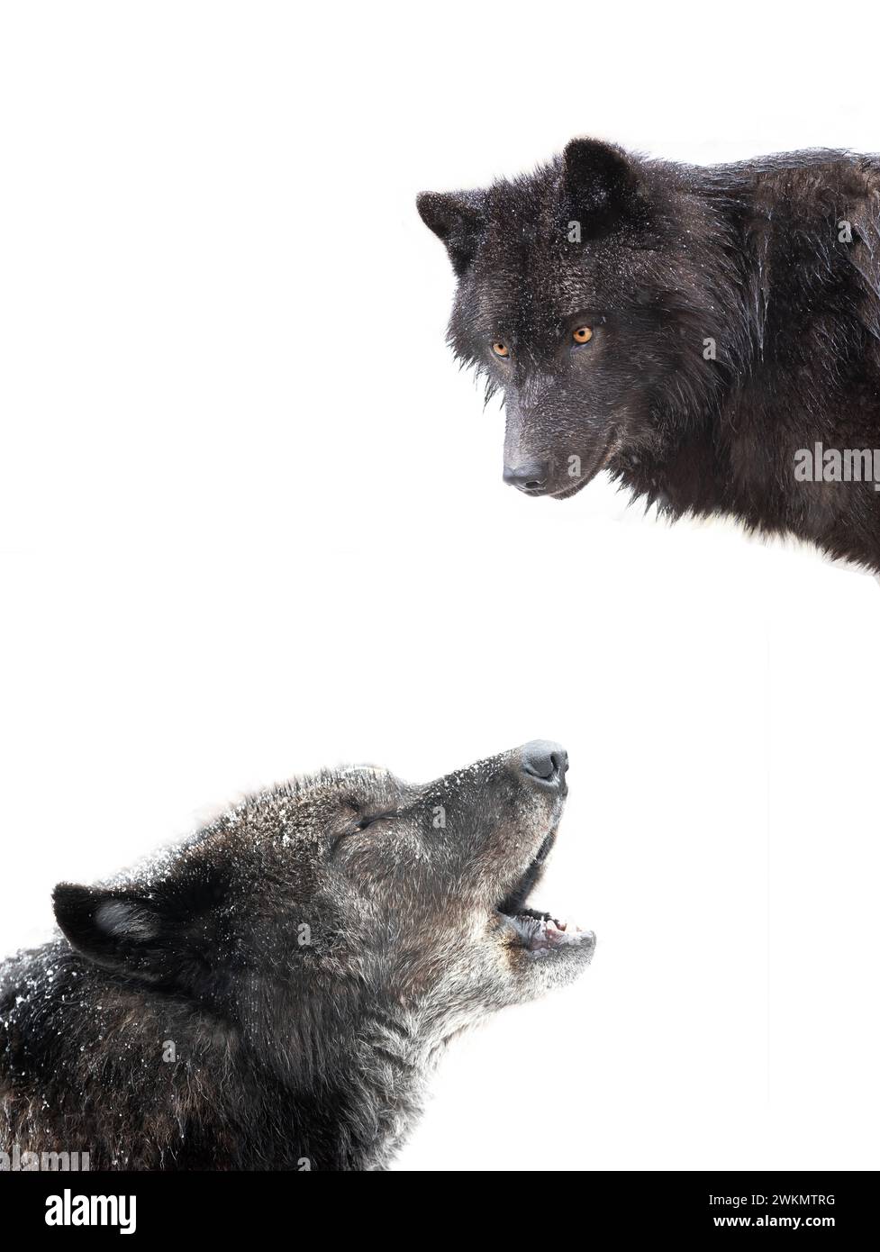 howling canadian black wolf isolated on white background Stock Photo ...