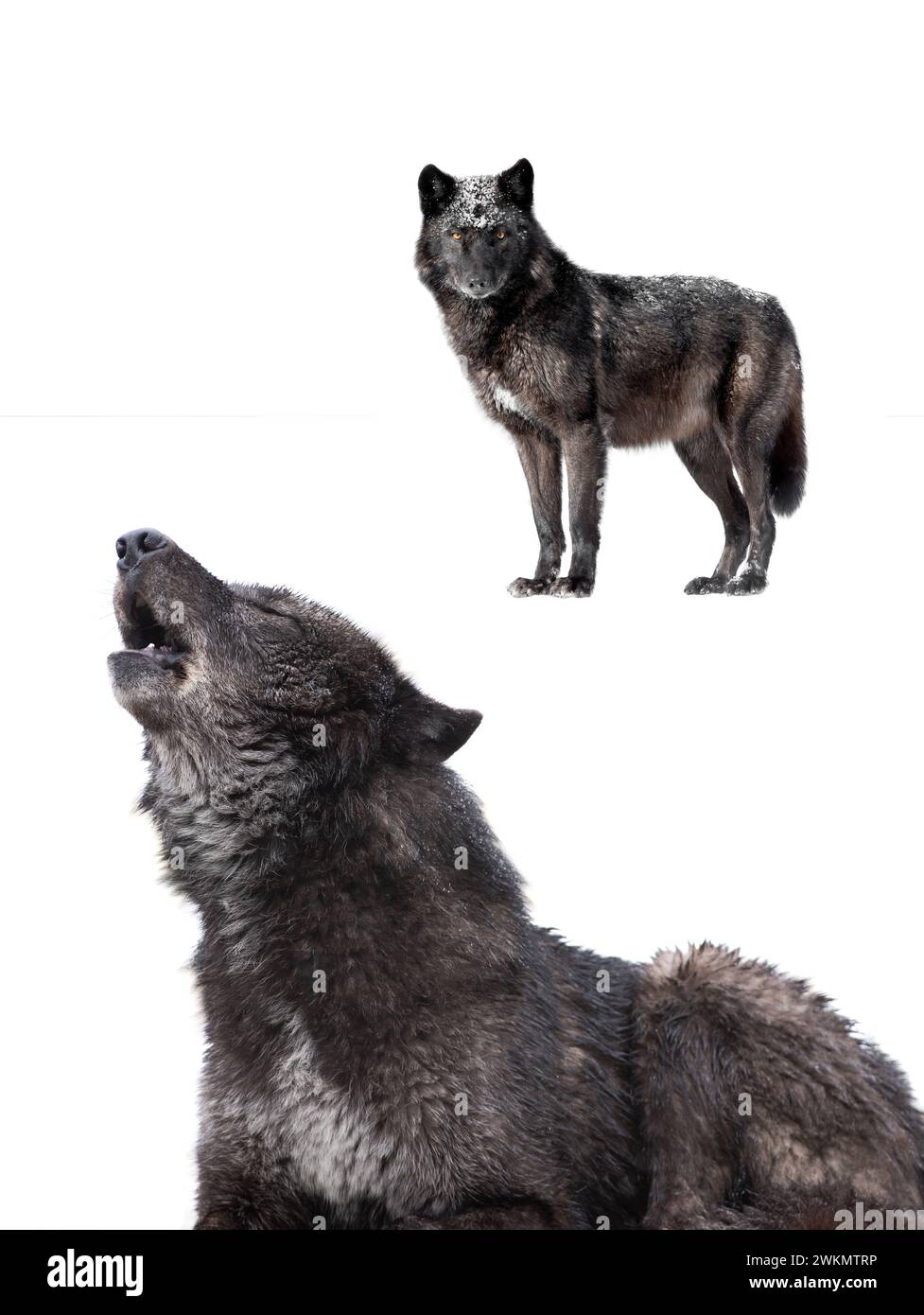 howling canadian black wolf isolated on white background Stock Photo ...