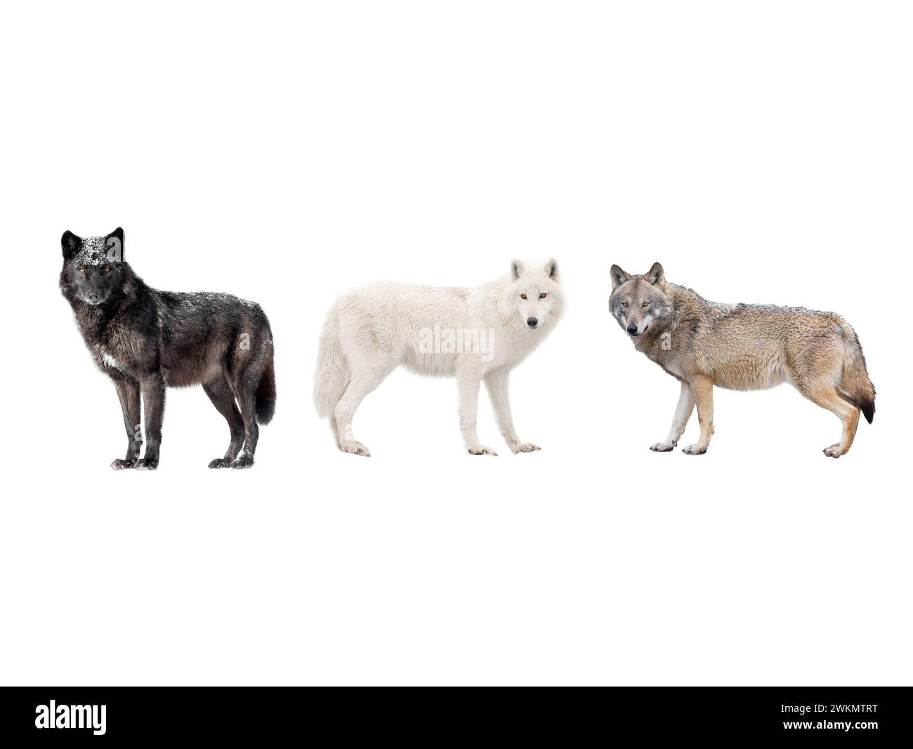 Three kinds of wolves isolated on white background Stock Photo - Alamy