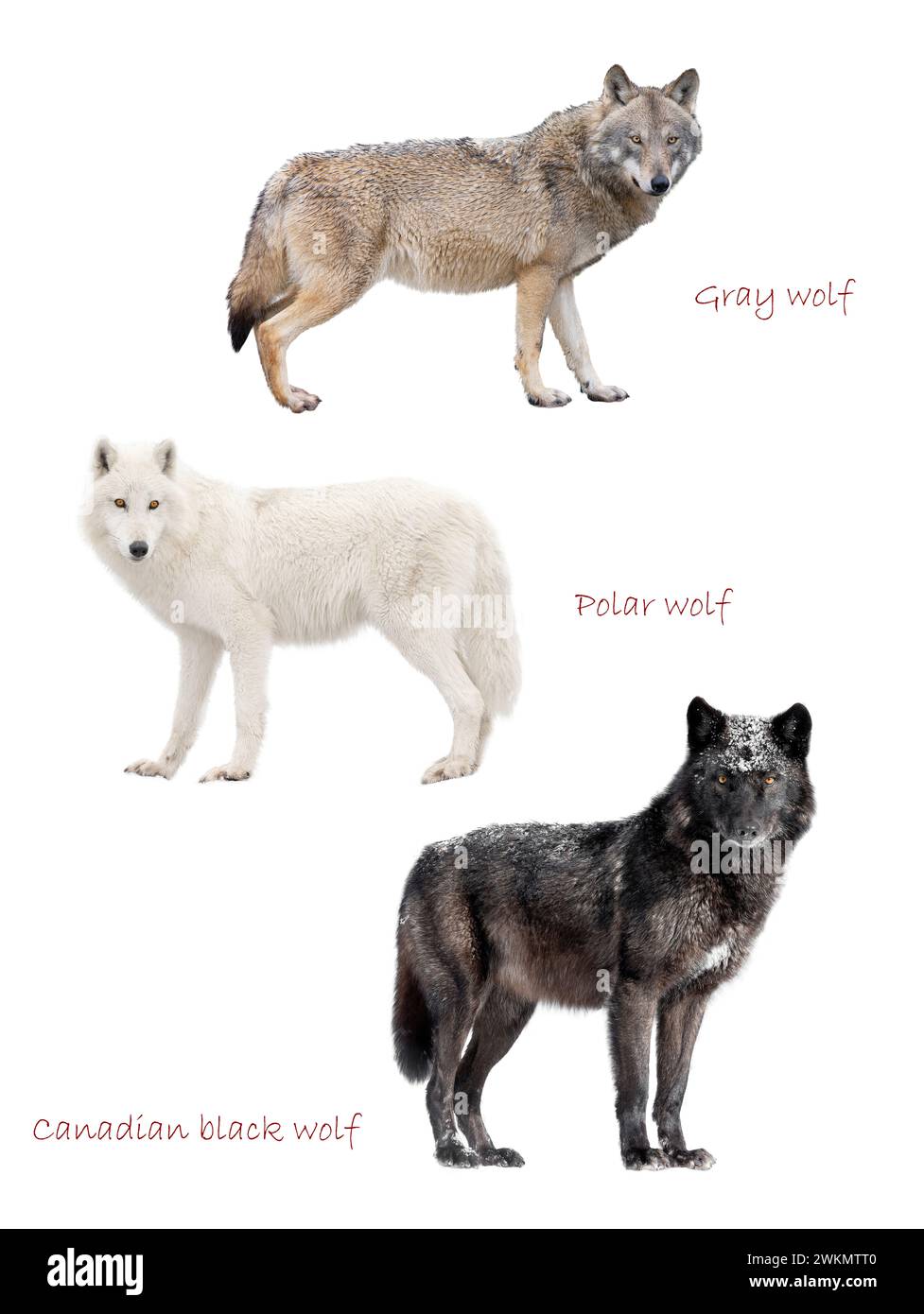 Three kinds of wolves isolated on white background Stock Photo - Alamy