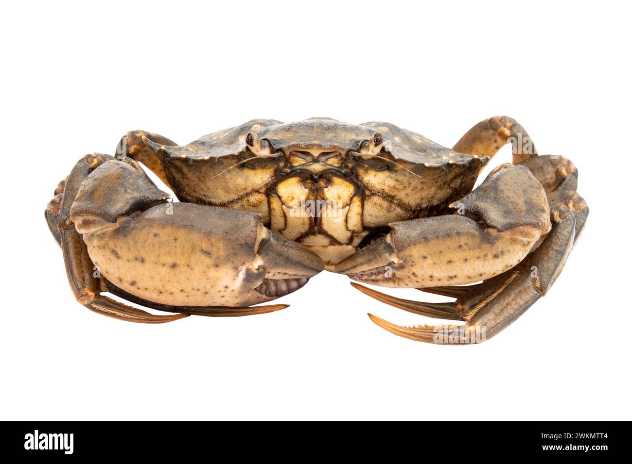 Crab isolated on white background Stock Photo - Alamy