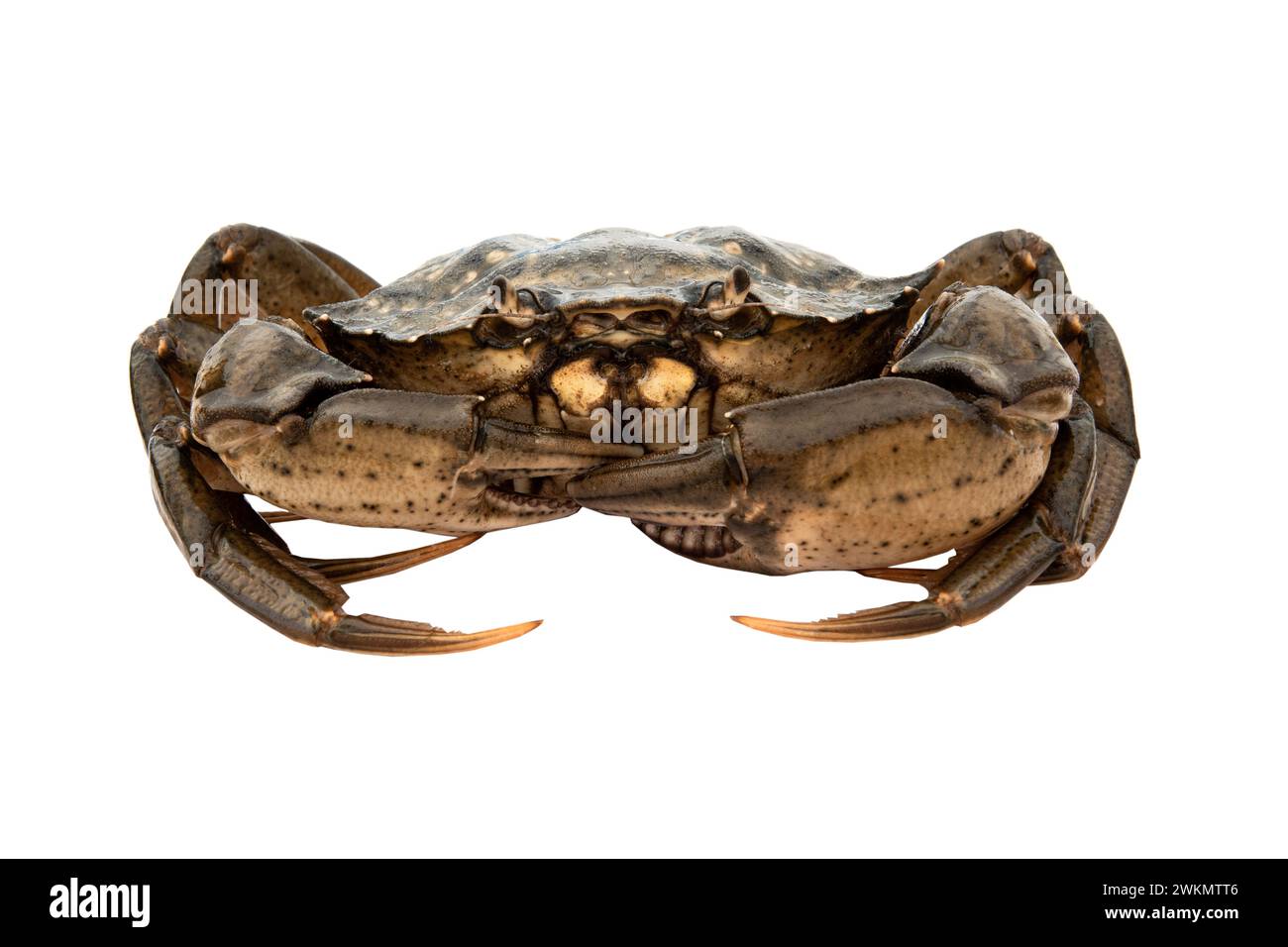 Crab isolated on white background Stock Photo - Alamy