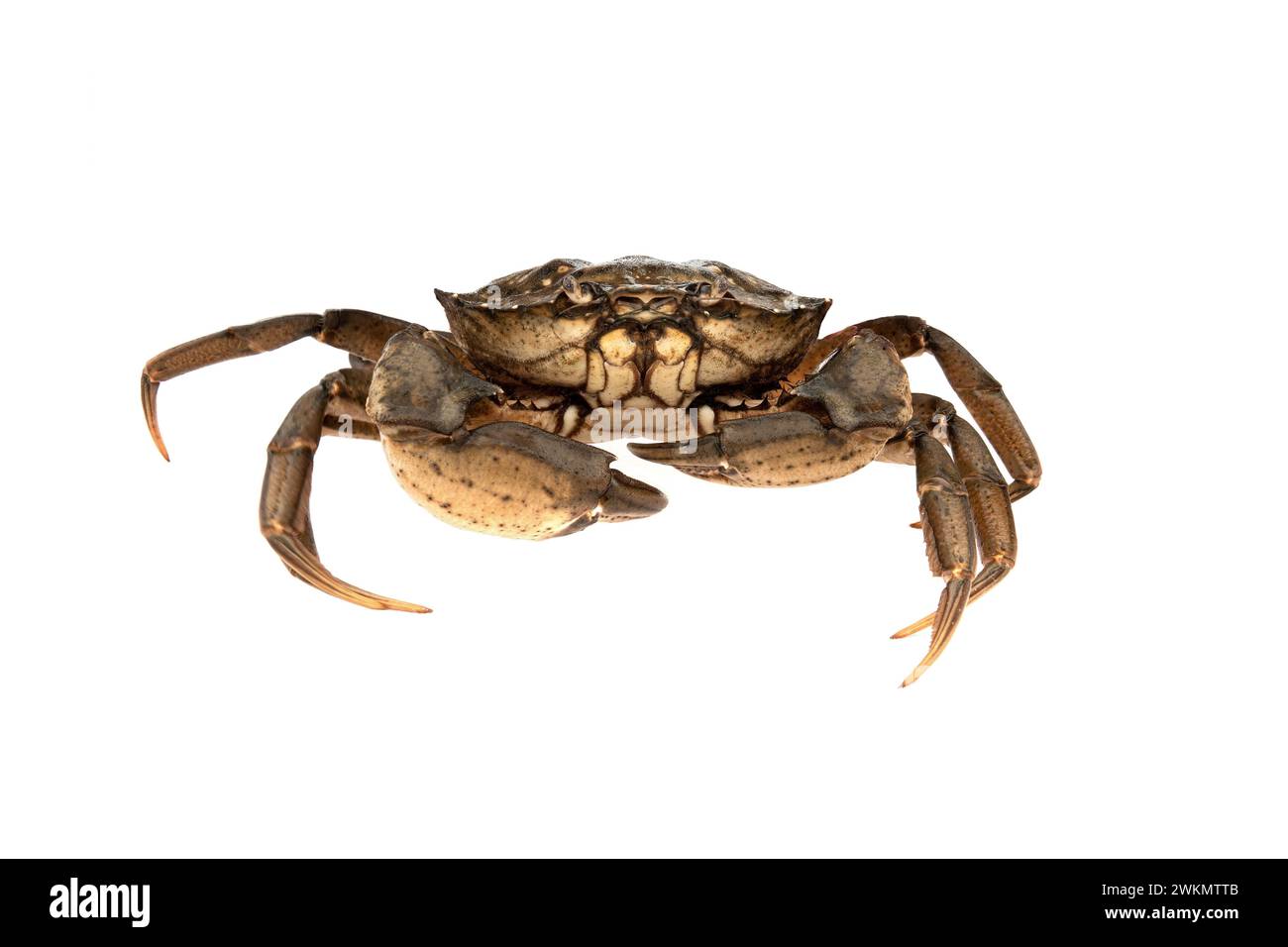 Crab isolated on white background Stock Photo - Alamy
