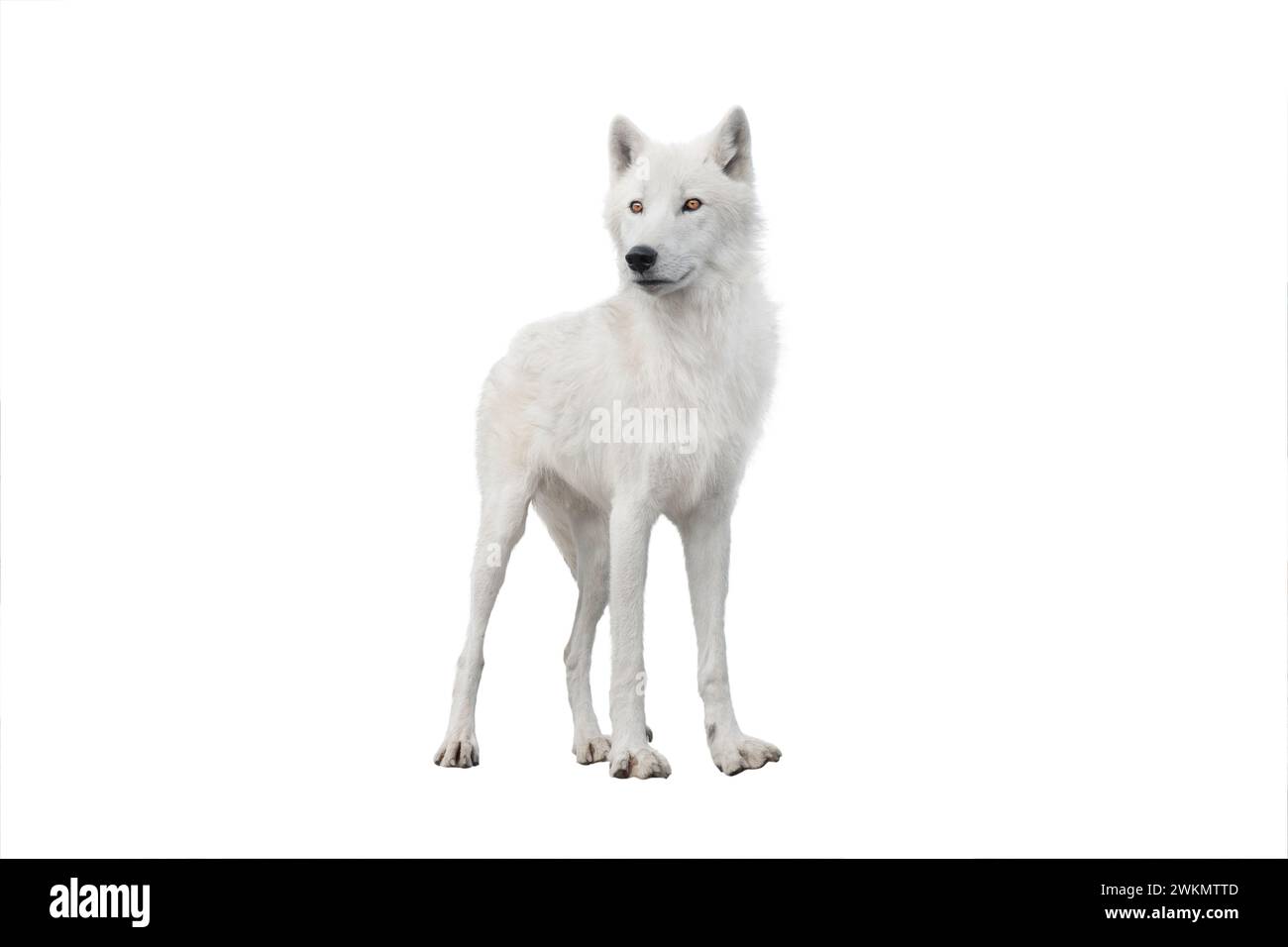 Starving wolf hi-res stock photography and images - Alamy