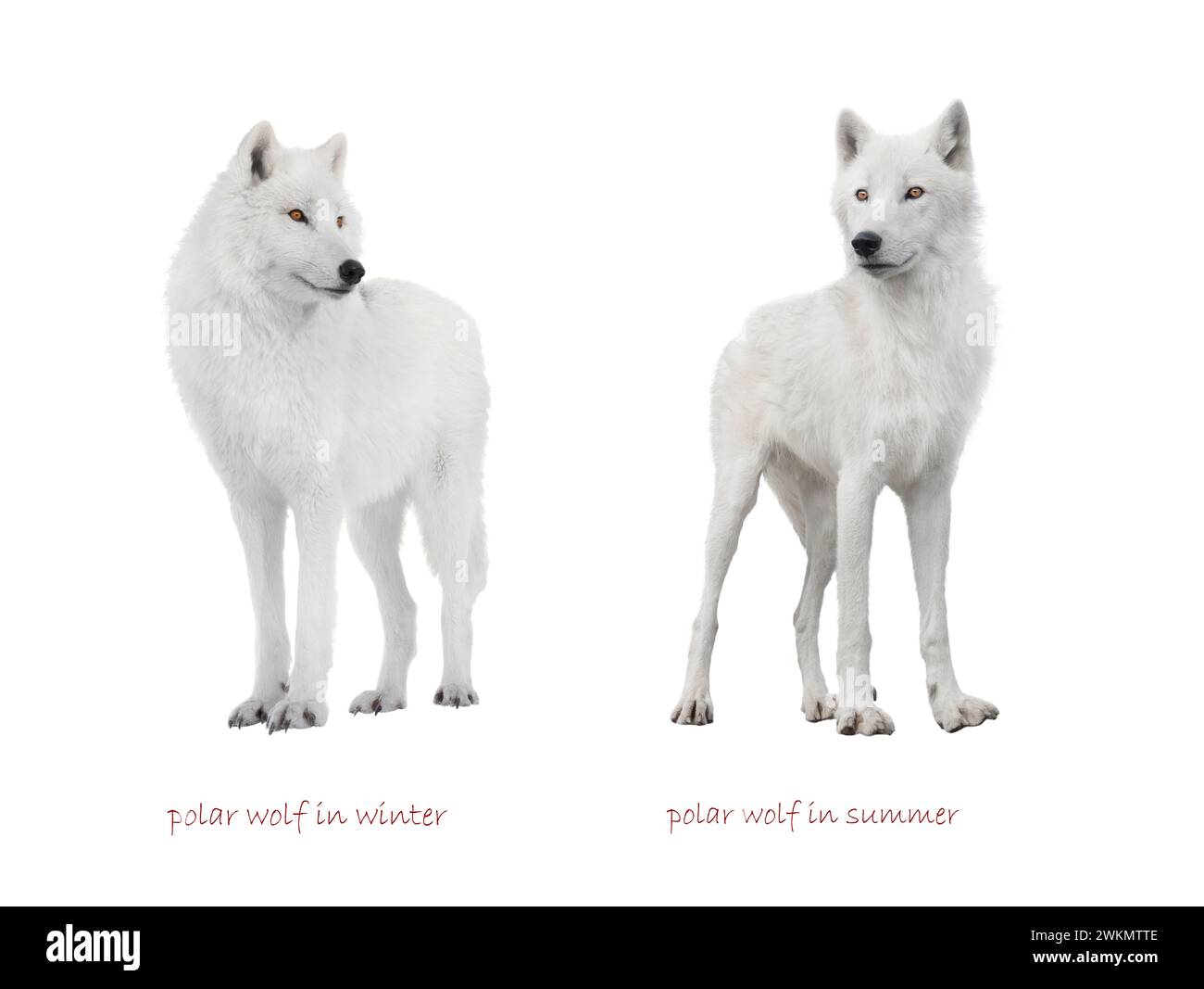 Polar wolf isolated on a white background Stock Photo - Alamy