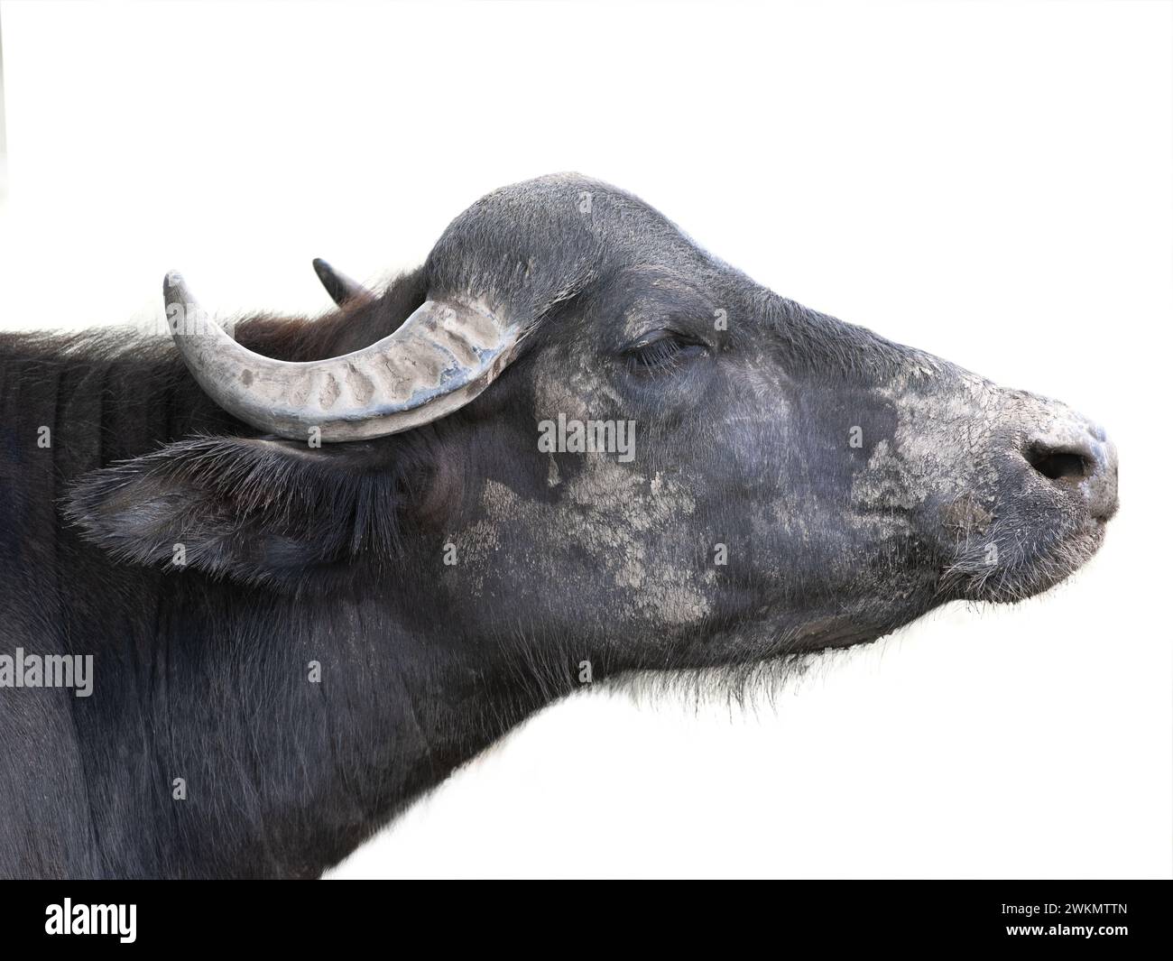 Carpathian buffalo isolated on a white background Stock Photo - Alamy
